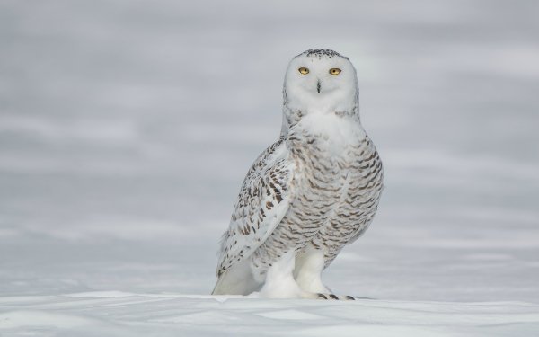 Snowy Owl HD Wallpaper | Background Image | 1920x1176
