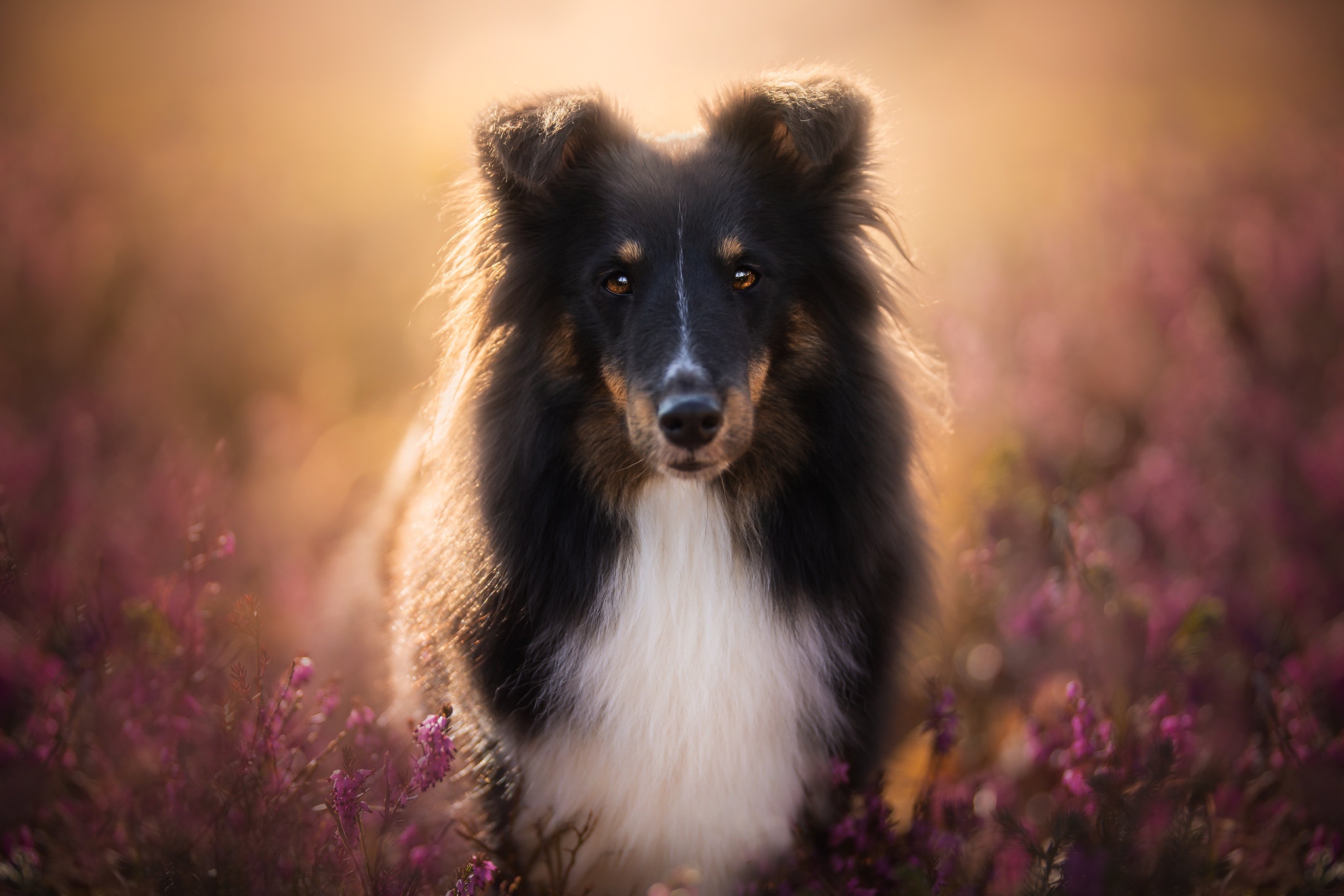 Download Flower Stare Dog Animal Shetland Sheepdog HD Wallpaper