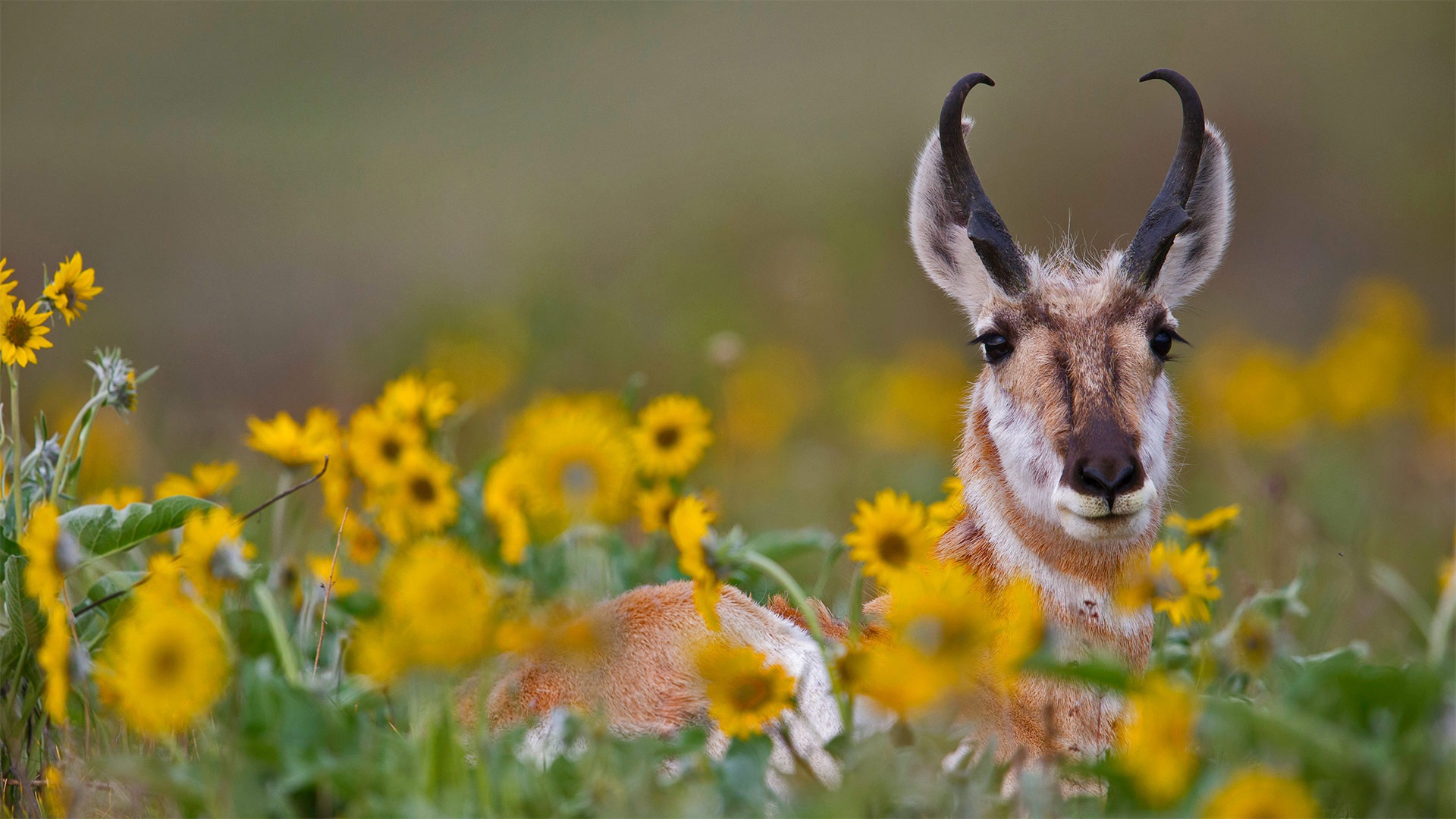 Antelope HD Wallpaper