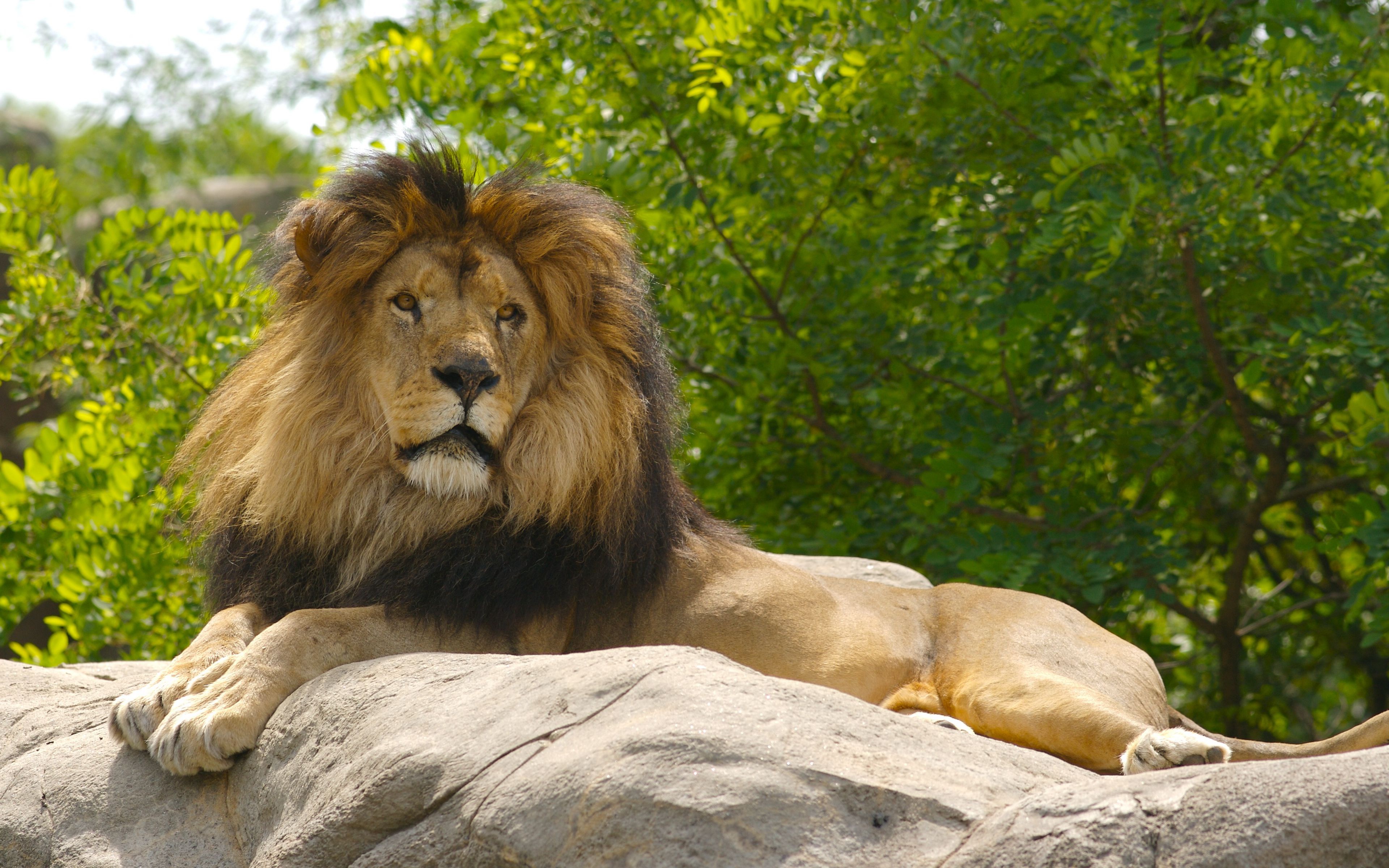 Download Animal Lion 4k Ultra HD Wallpaper
