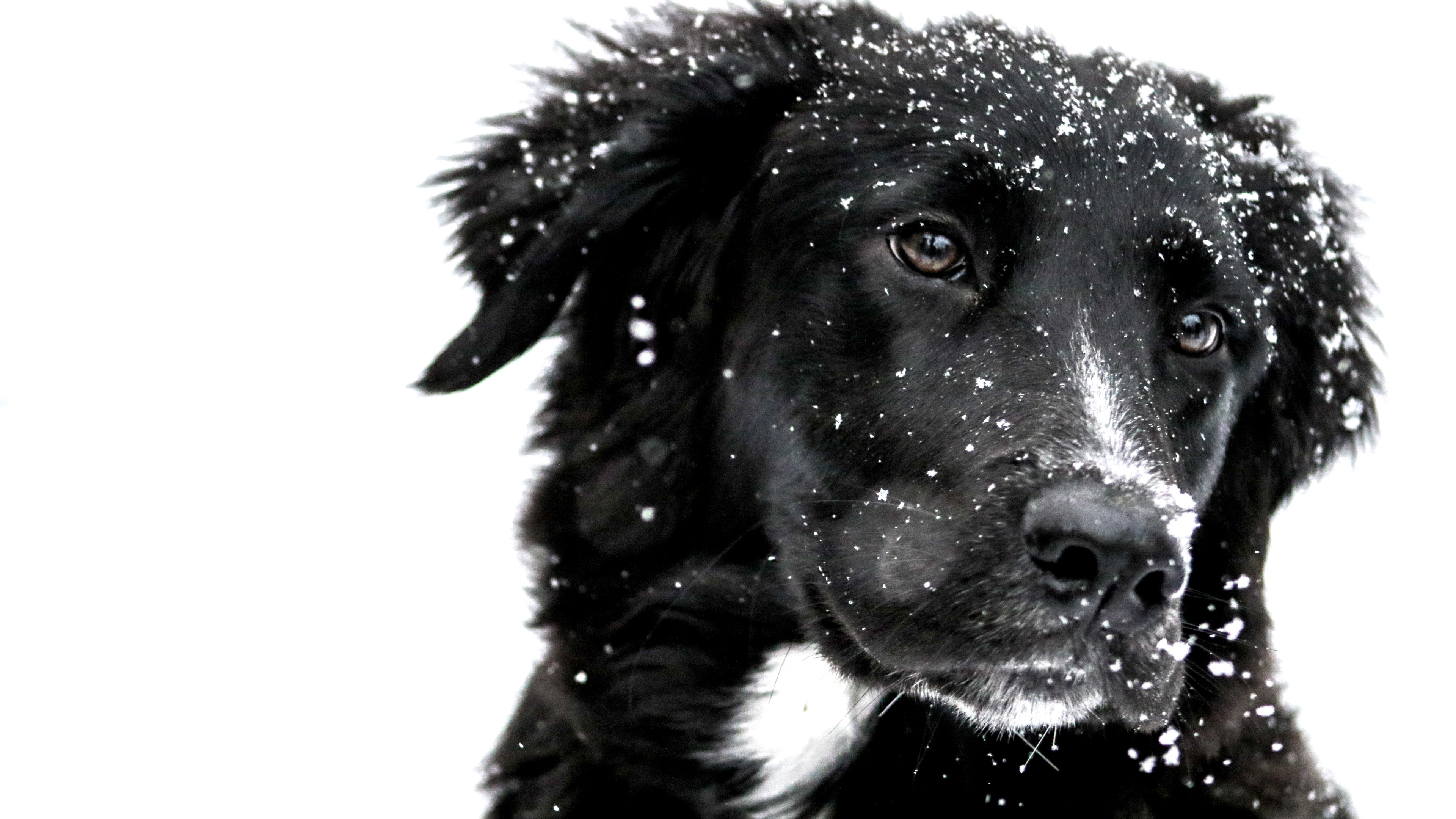 Download Snow Face Animal Dog Black Dog 4k Ultra HD Wallpaper