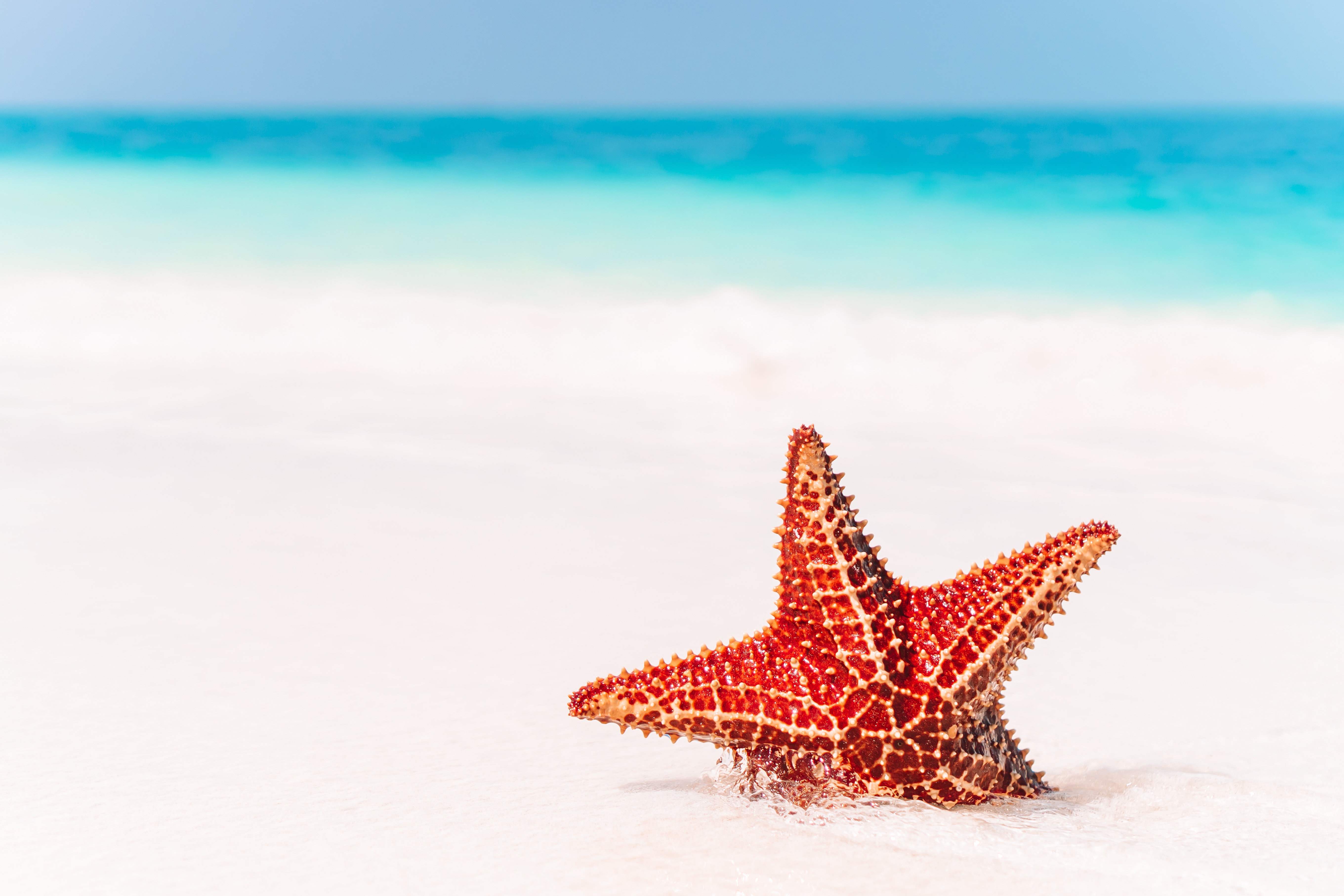 Download Sand Depth Of Field Animal Starfish 4k Ultra HD Wallpaper