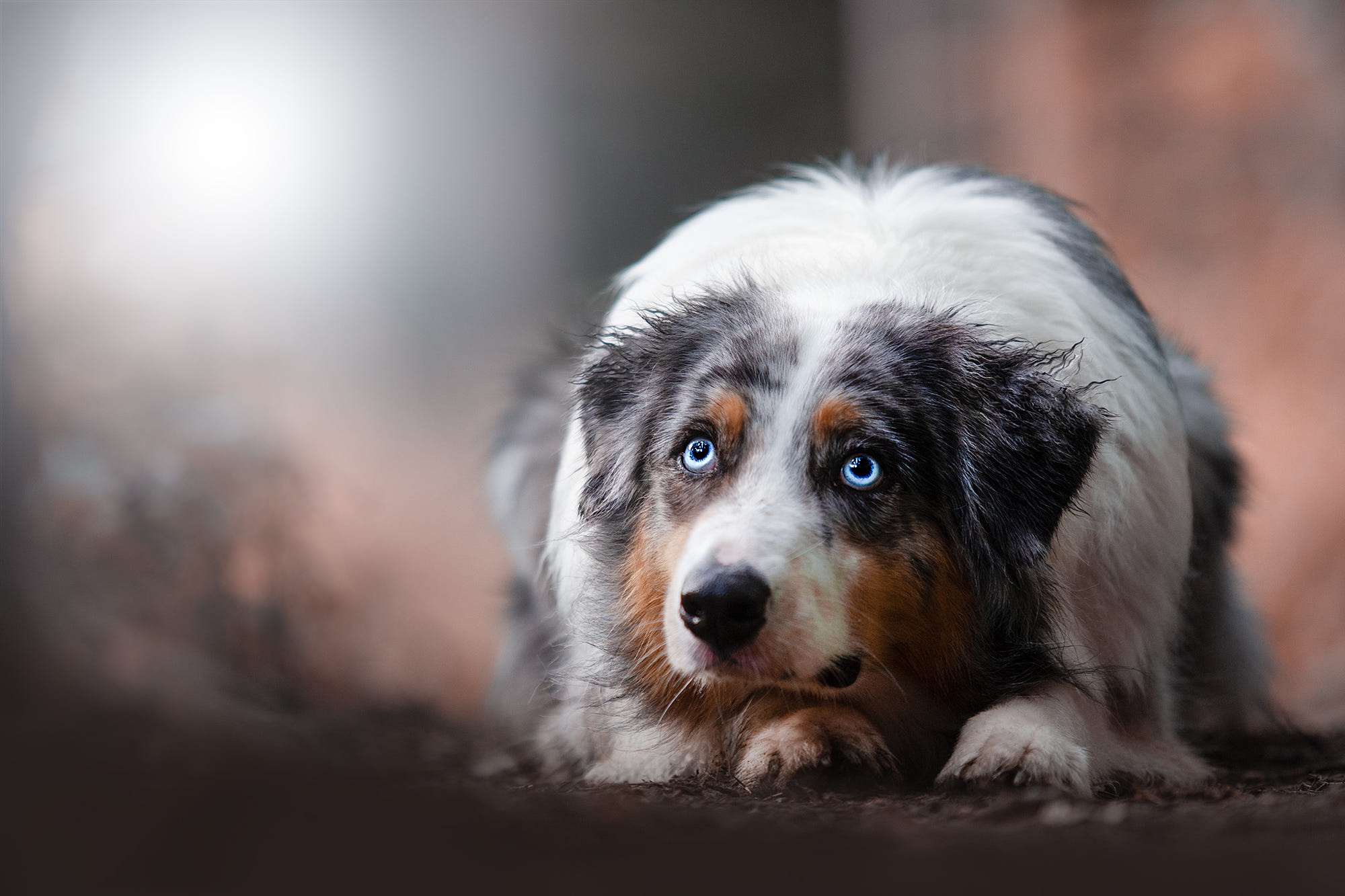 Download Dog Animal Australian Shepherd HD Wallpaper