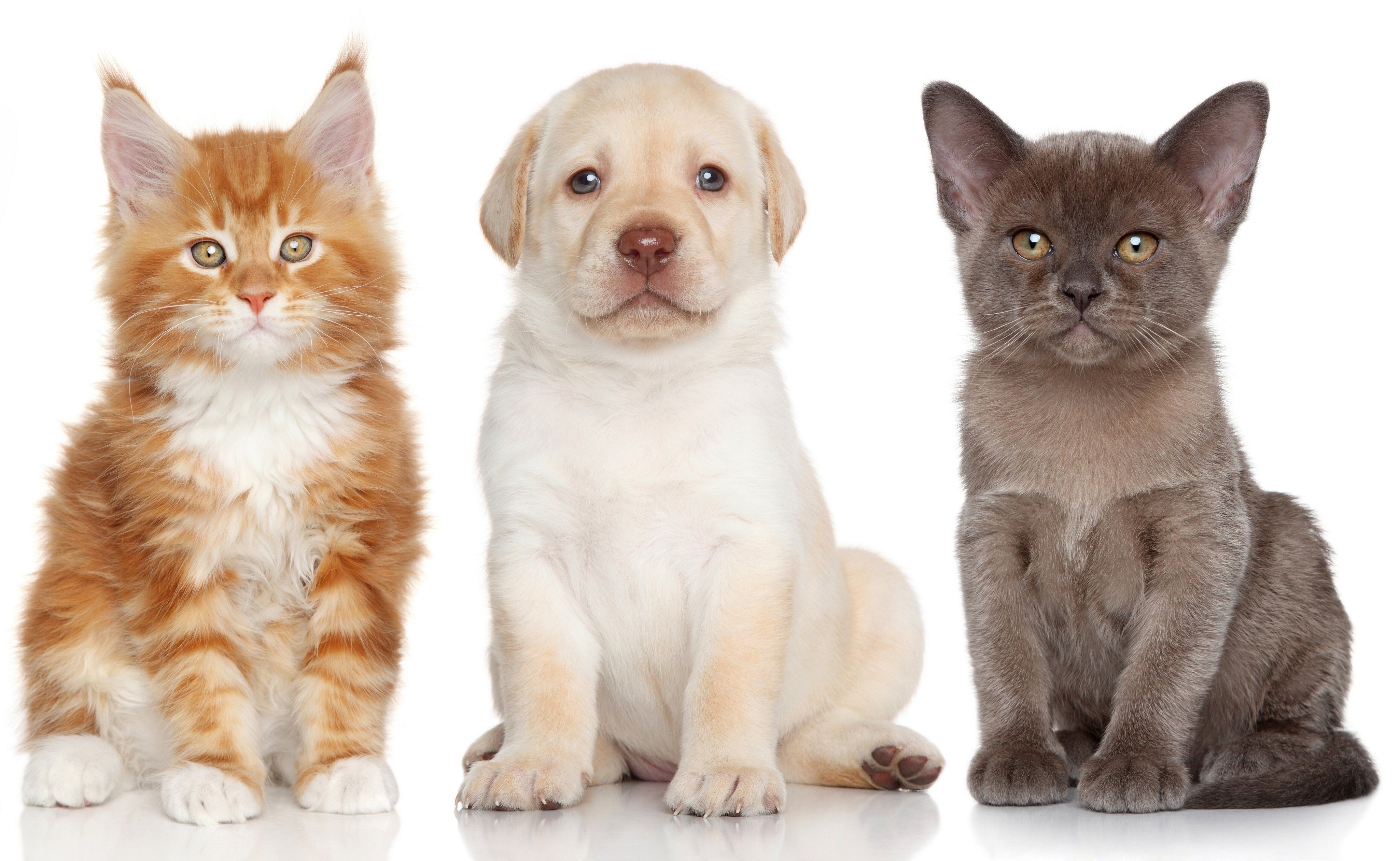 Download Cute Kitten Puppy Animal Cat & Dog 4k Ultra HD Wallpaper