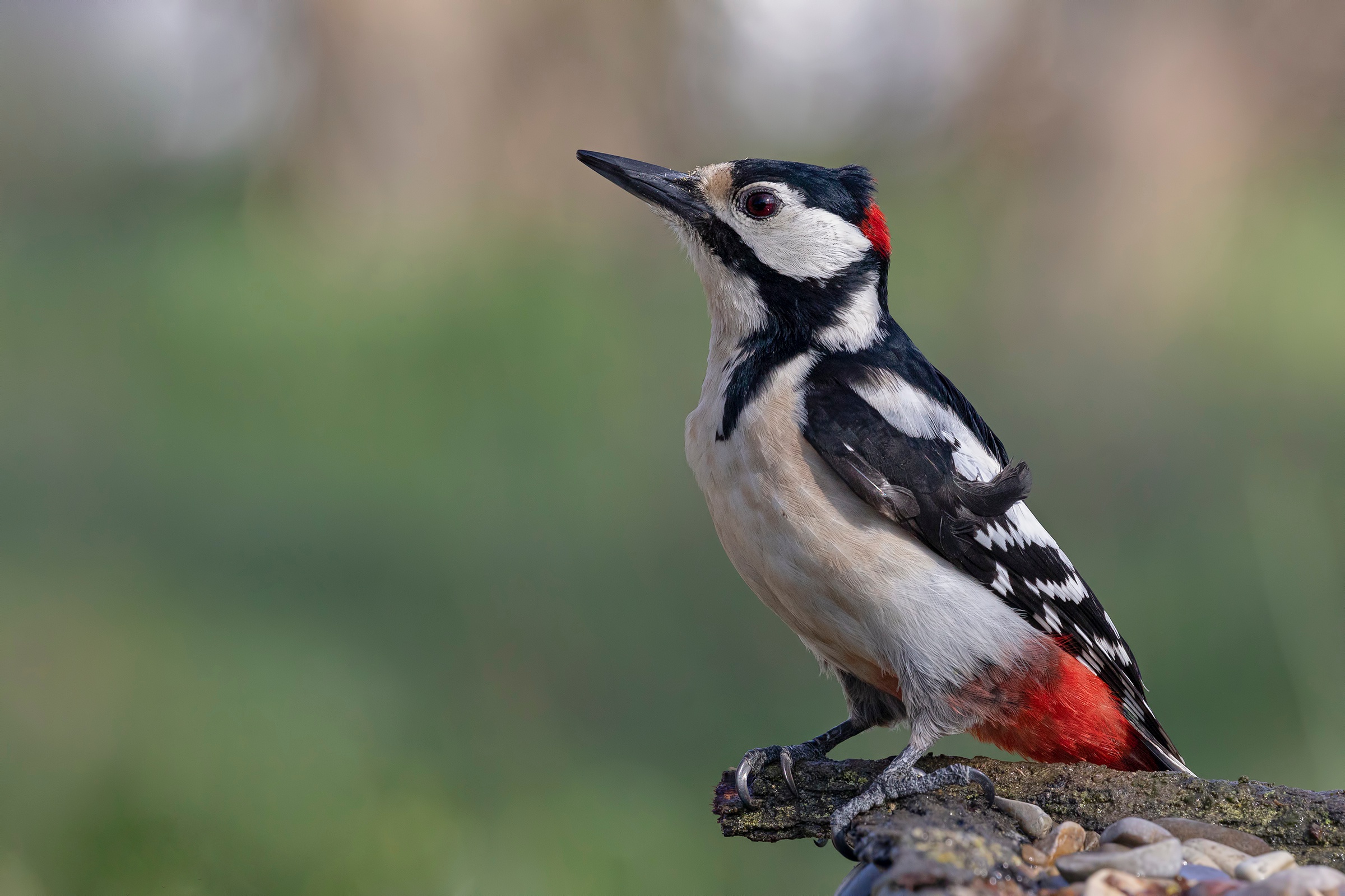 Animal Woodpecker HD Wallpaper