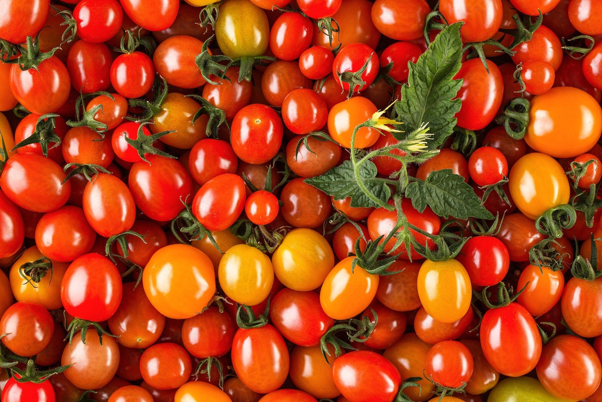 Download Food Tomato HD Wallpaper