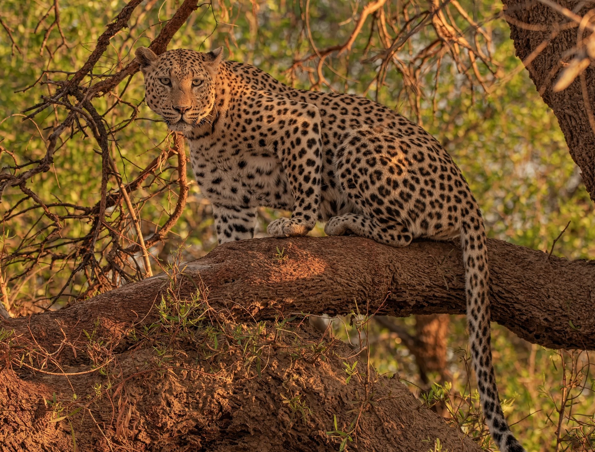 4K Ultra HD Leopard Majesty: Stunning Wildlife Wallpaper | 4300x3268 ...