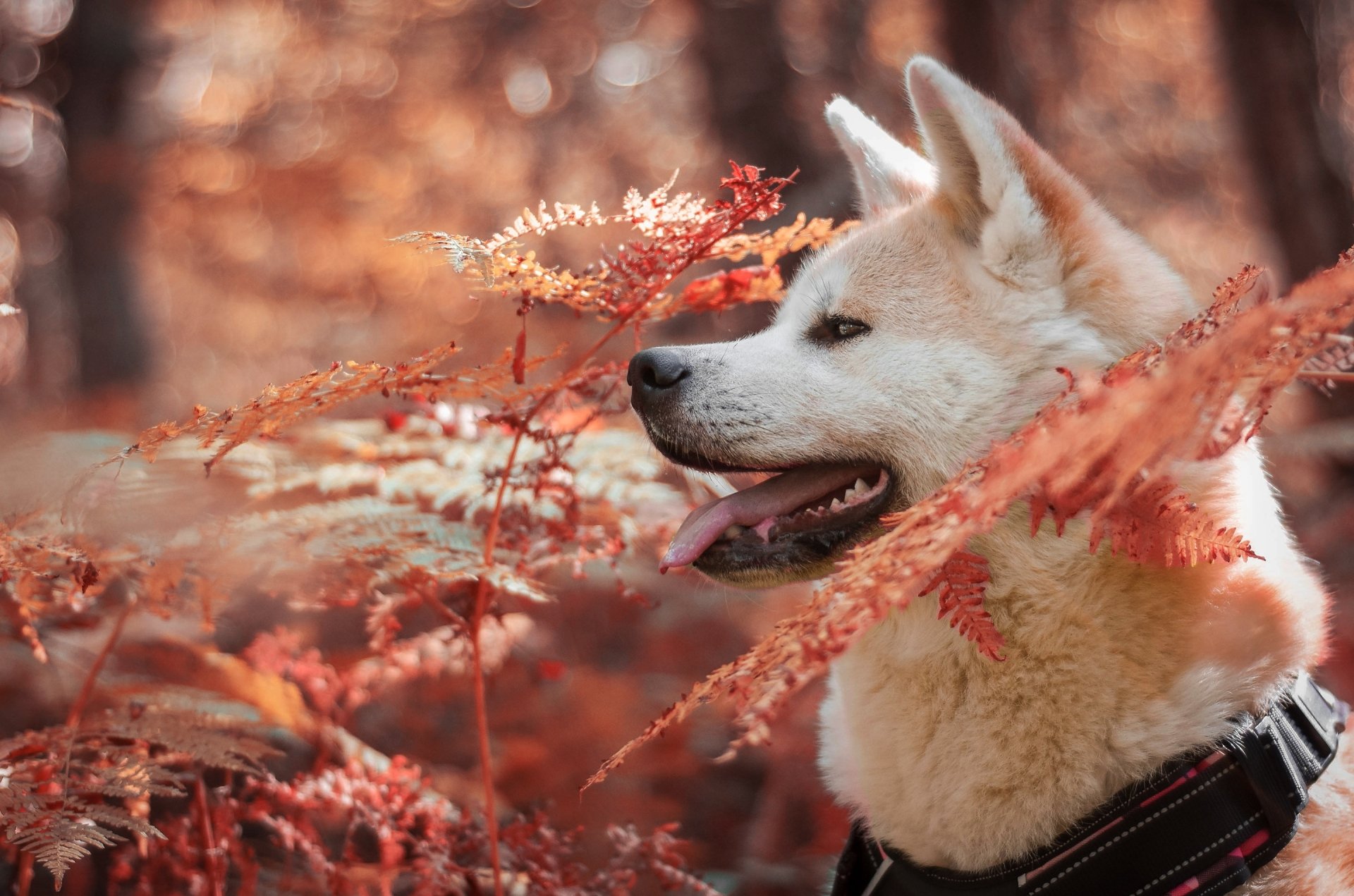 Download Fall Fern Dog Animal Shiba Inu HD Wallpaper | 2880x1907 ...