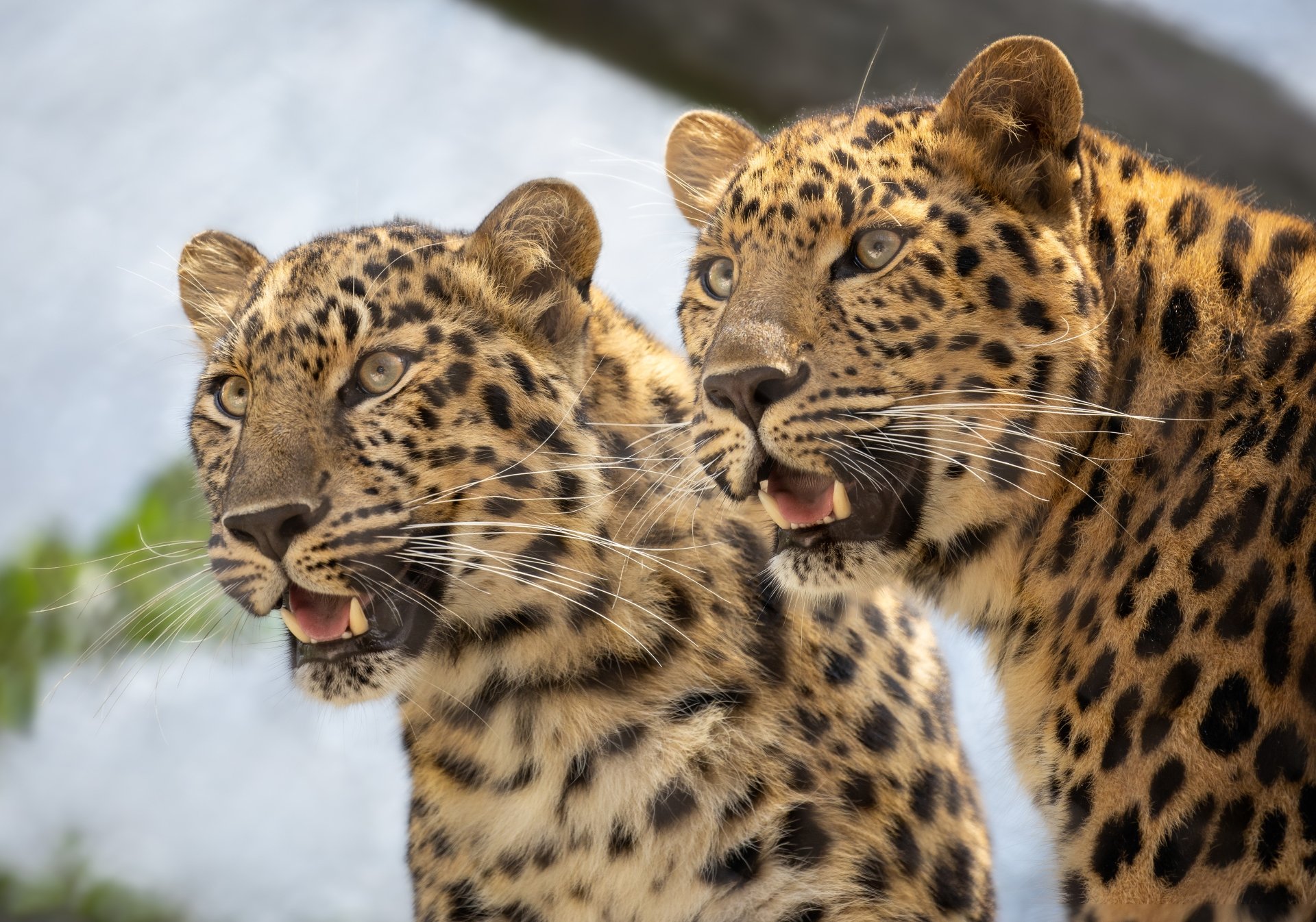 Leopard Duo — 5K Ultra HD Wallpaper | 6087x4267 | Wallpaper Abyss