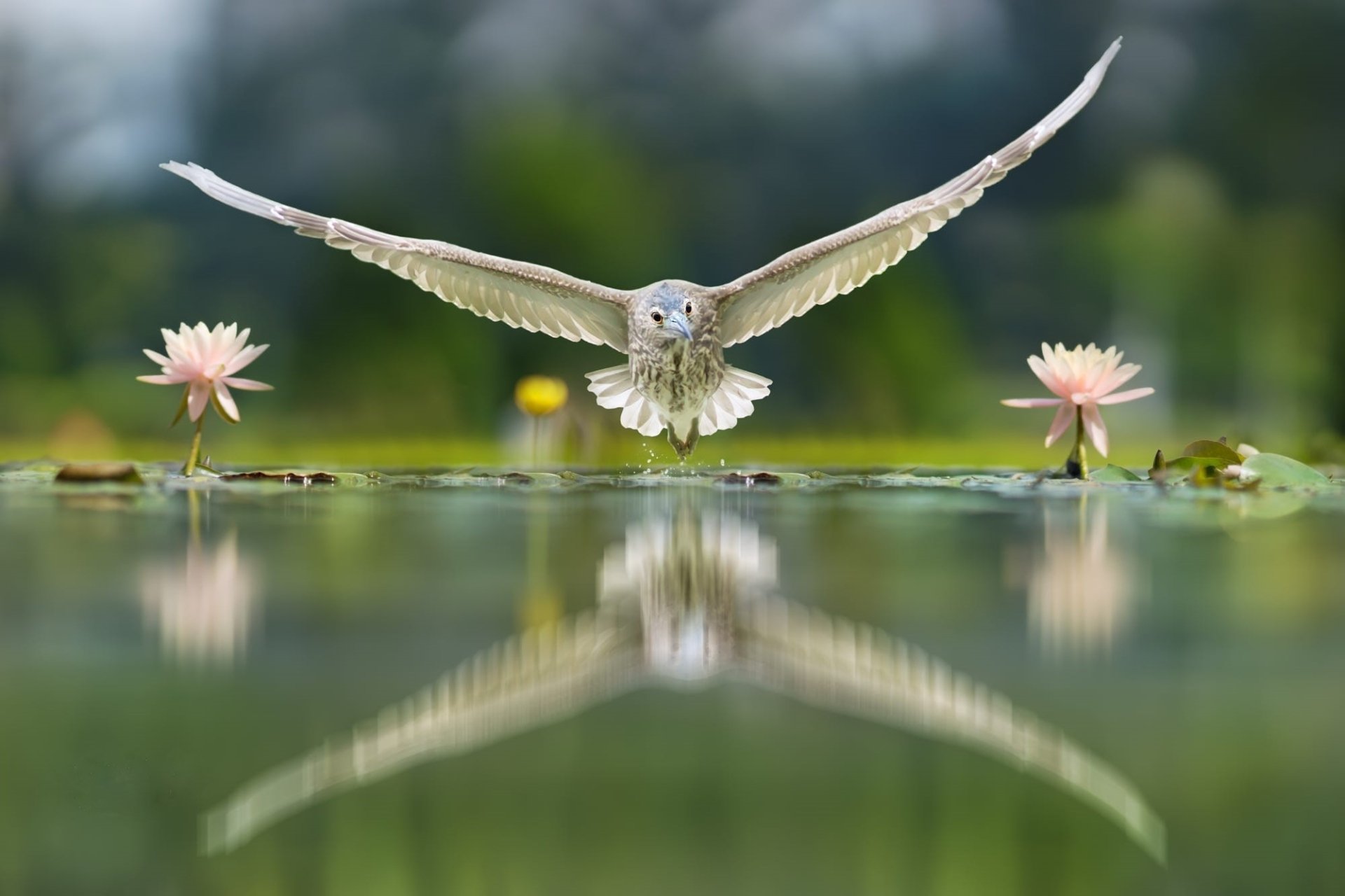 Download Reflection Animal Bird HD Wallpaper