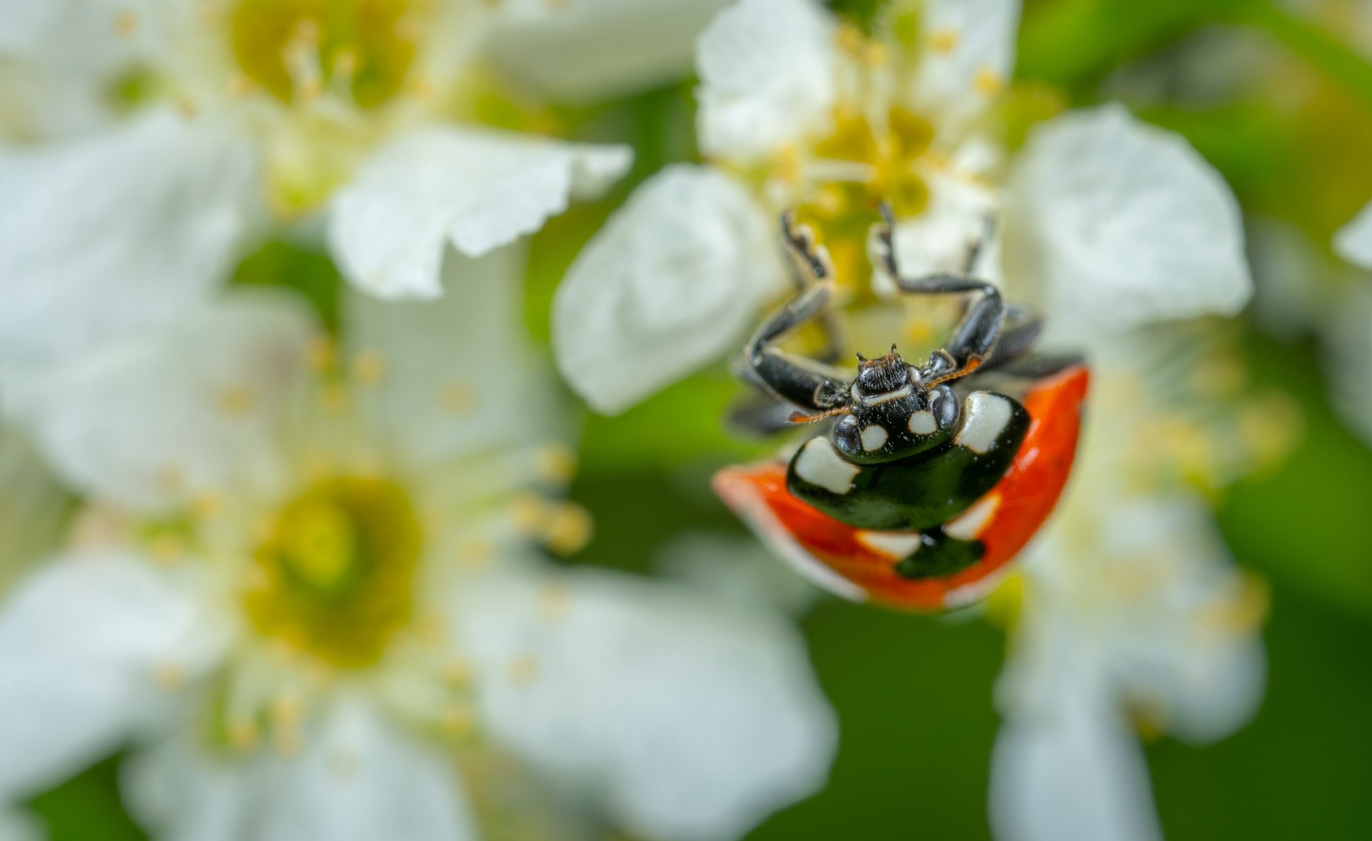 Download Macro Insect Animal Ladybug 4k Ultra HD Wallpaper