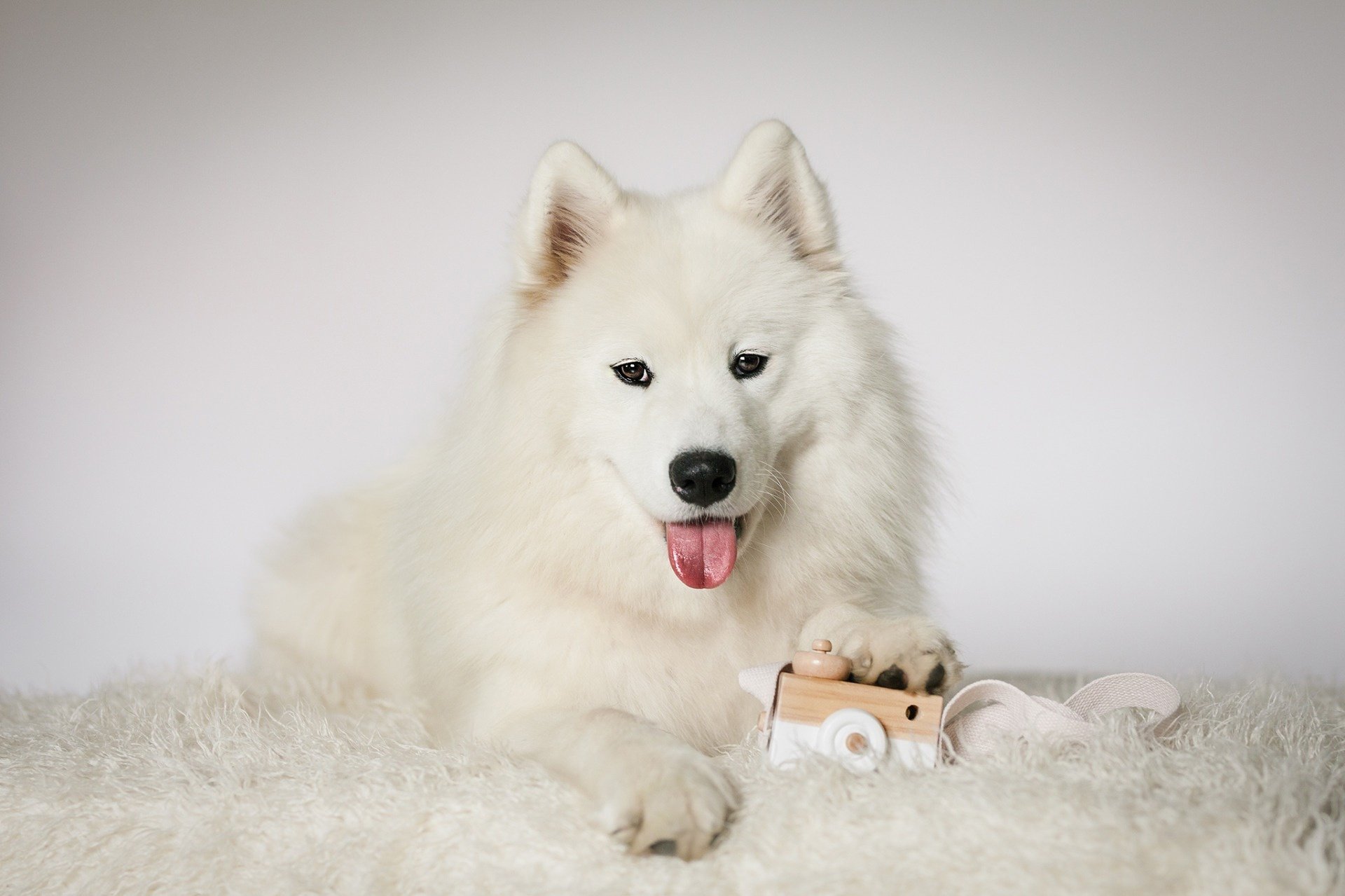 Download Dog Animal Samoyed HD Wallpaper | 1920x1279 | Wallpaper Abyss