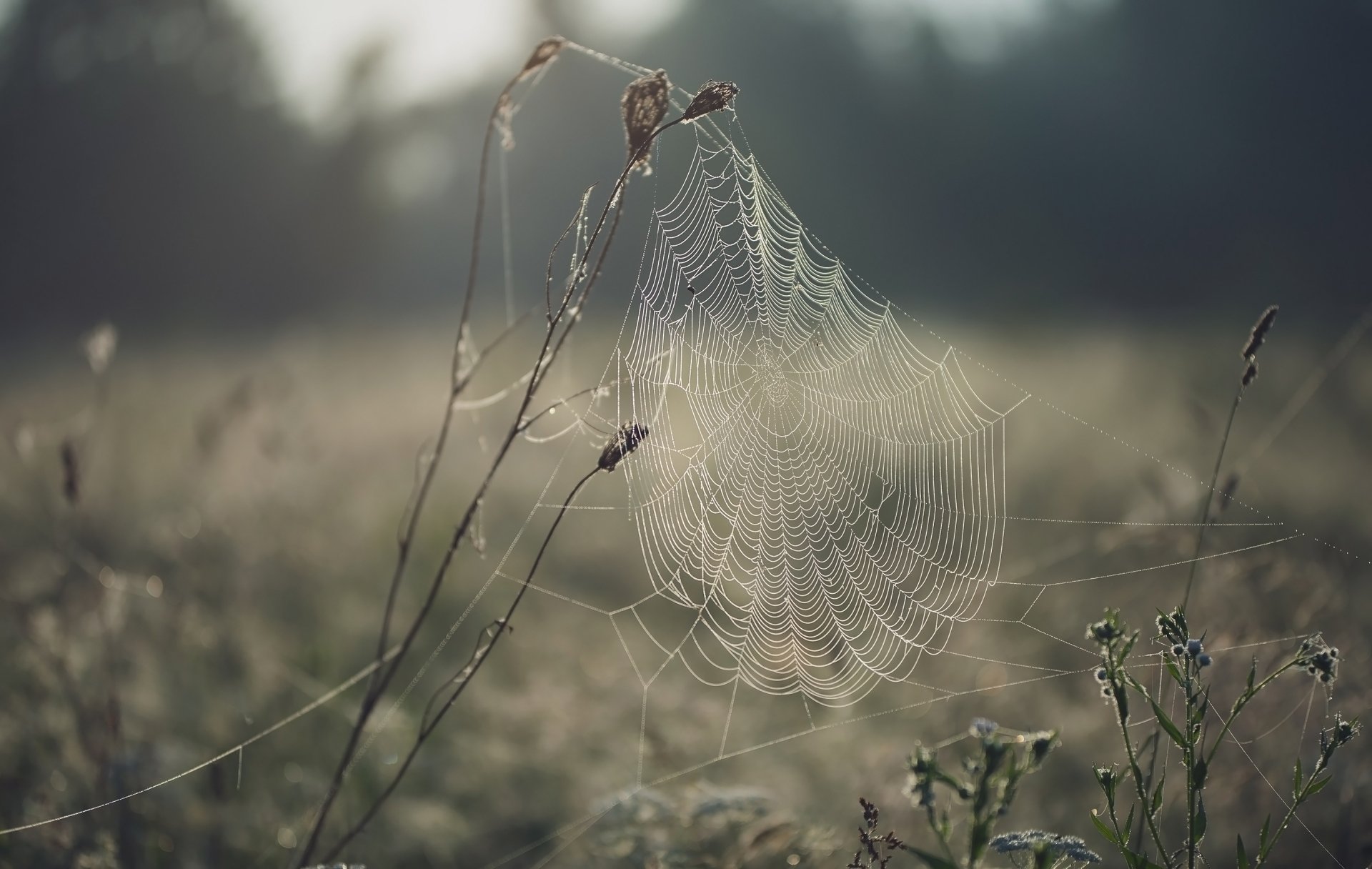 Download Macro Depth Of Field Photography Spider Web HD Wallpaper
