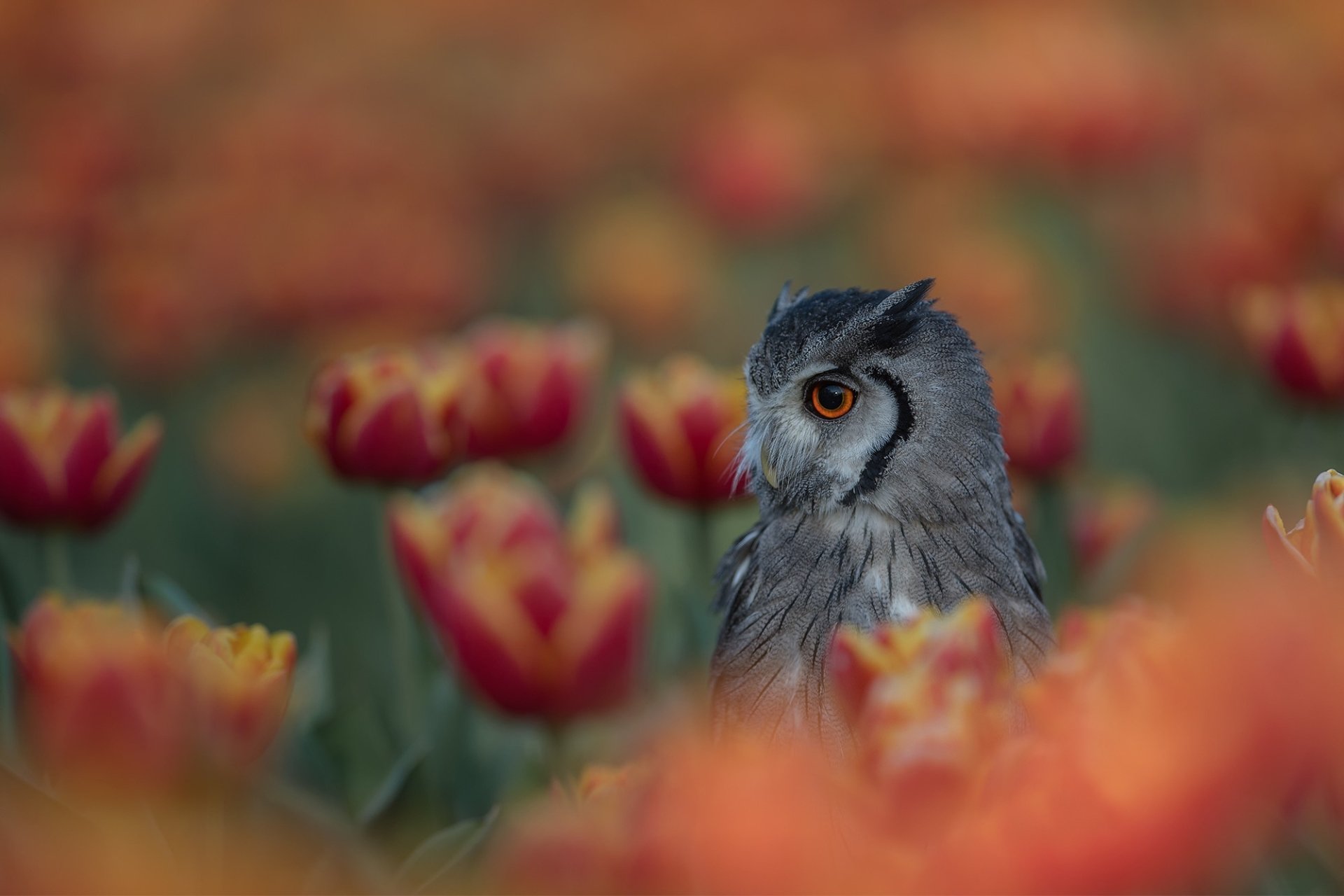 Download Bird Flower Animal Owl HD Wallpaper