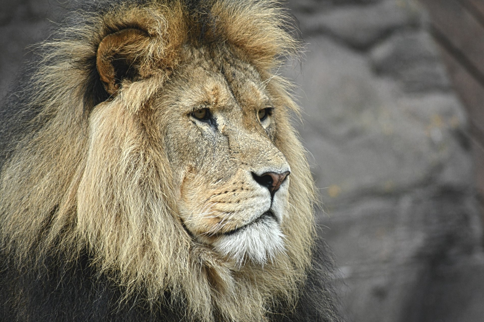 Majestic Lion Face — 5K Ultra HD Wallpaper | 6000x4000 | Wallpaper Abyss