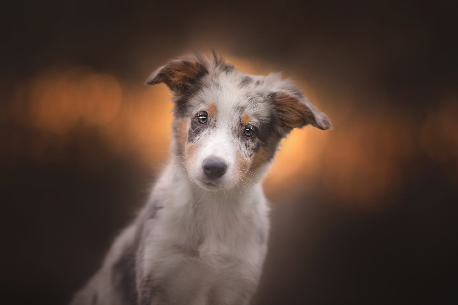 Download Baby Animal Puppy Dog Animal Australian Shepherd HD Wallpaper