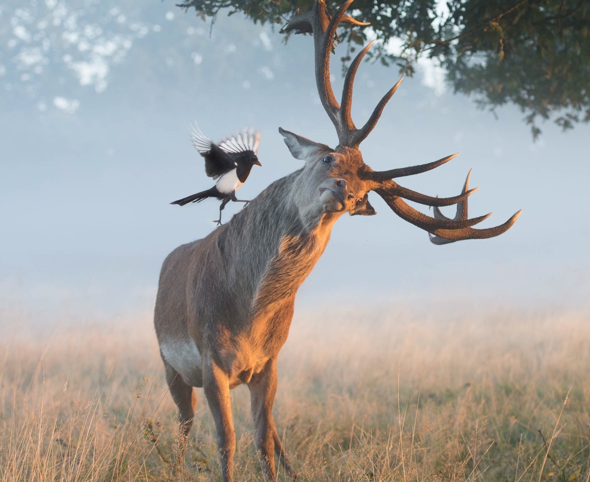 Majestic Deer and Bird Harmony HD Wallpaper | 2000x1632 | Wallpaper Abyss