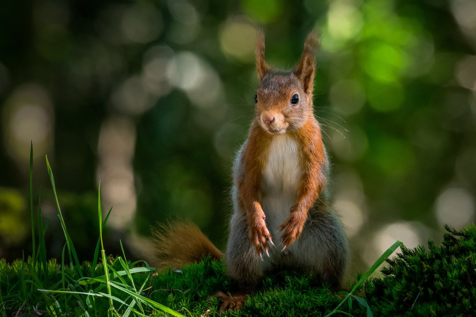 Download Bokeh Rodent Animal Squirrel HD Wallpaper