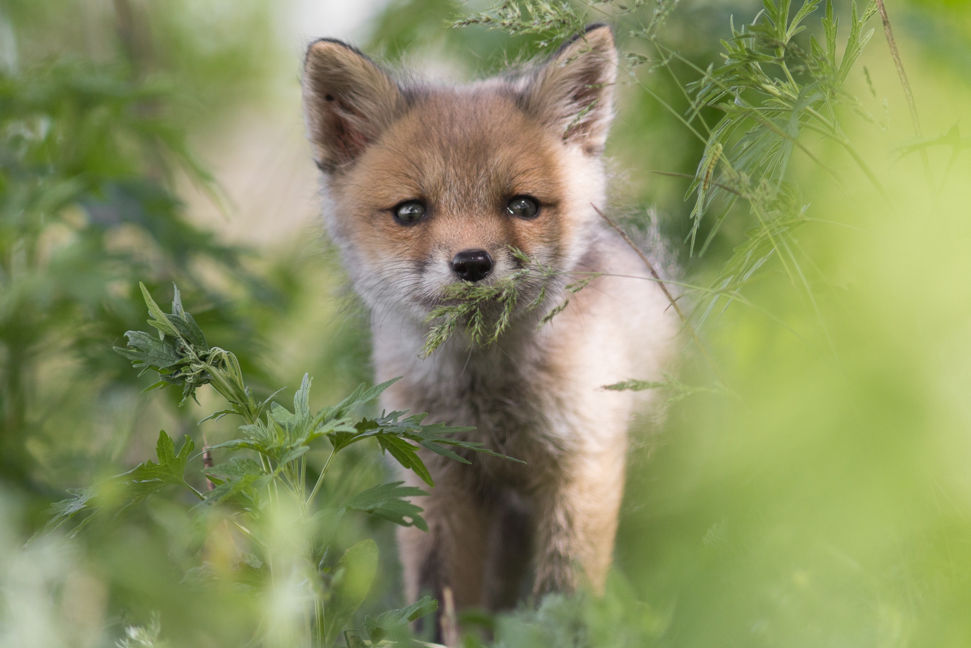 Little Fox Hd Nature