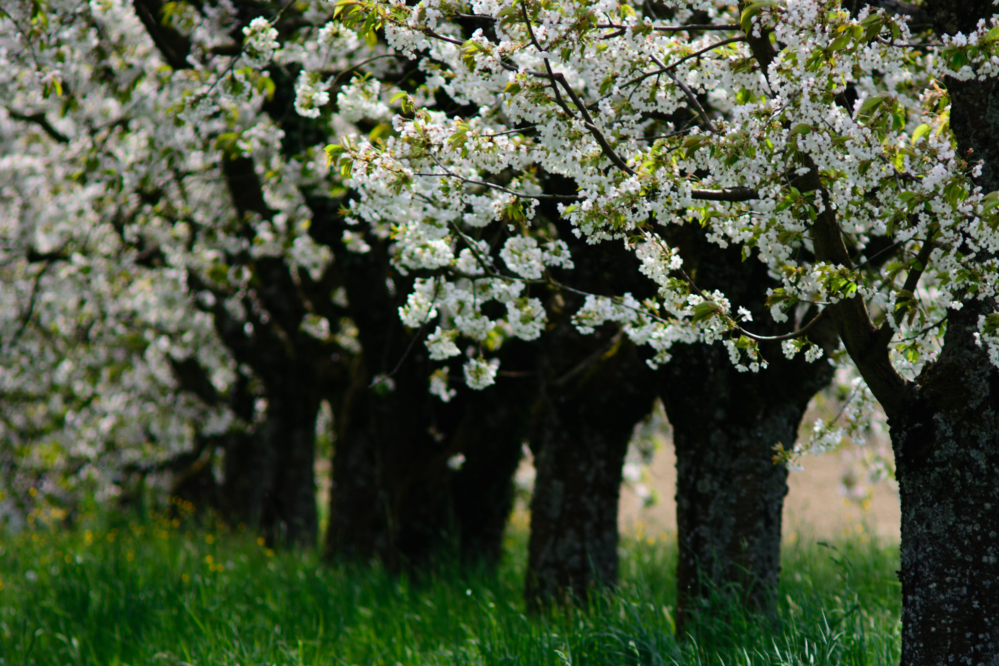 Download Spring Grass White Flower Tree Nature Blossom HD Wallpaper