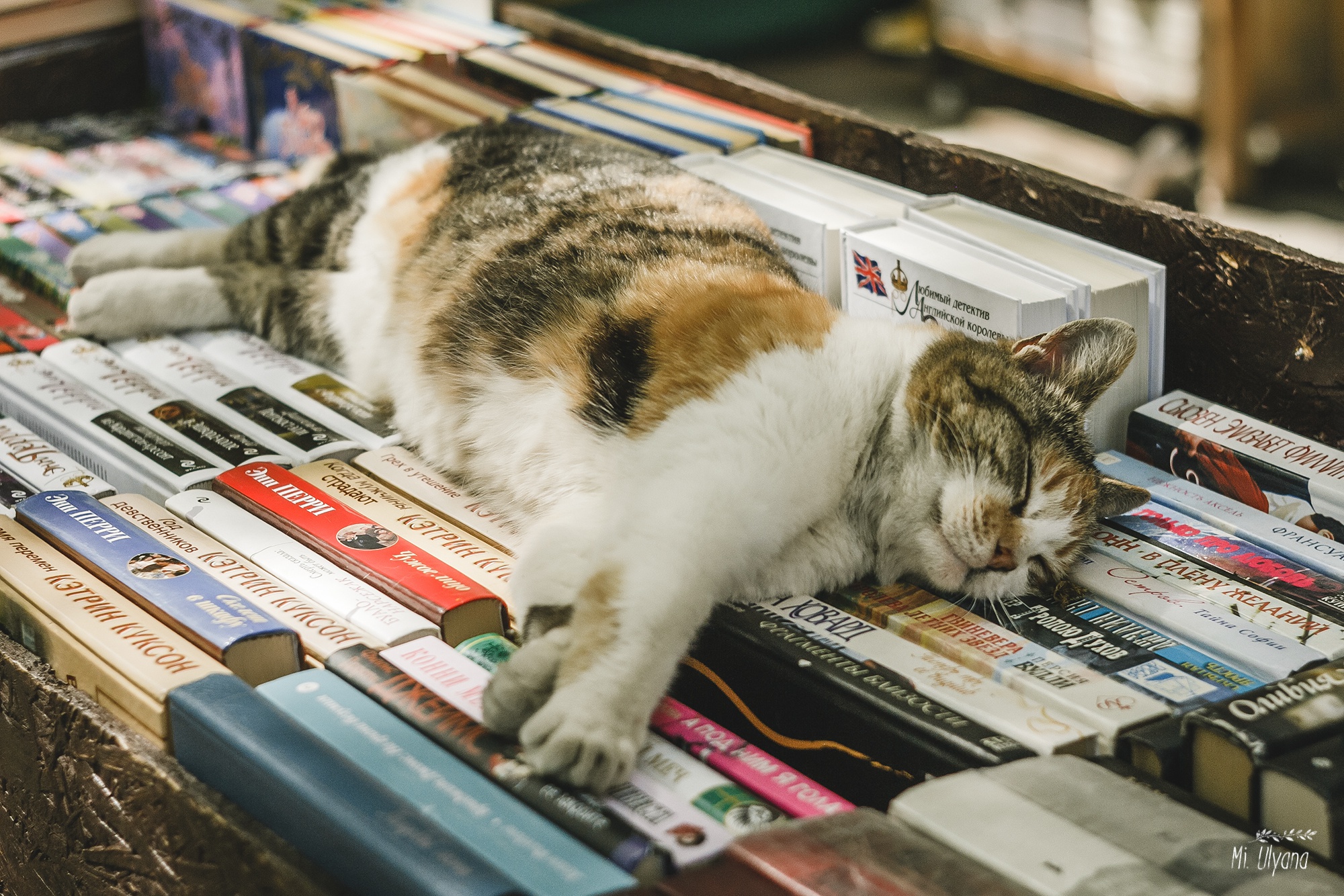 Cozy Cat Napping on a Library of Books – HD Animal Wallpaper