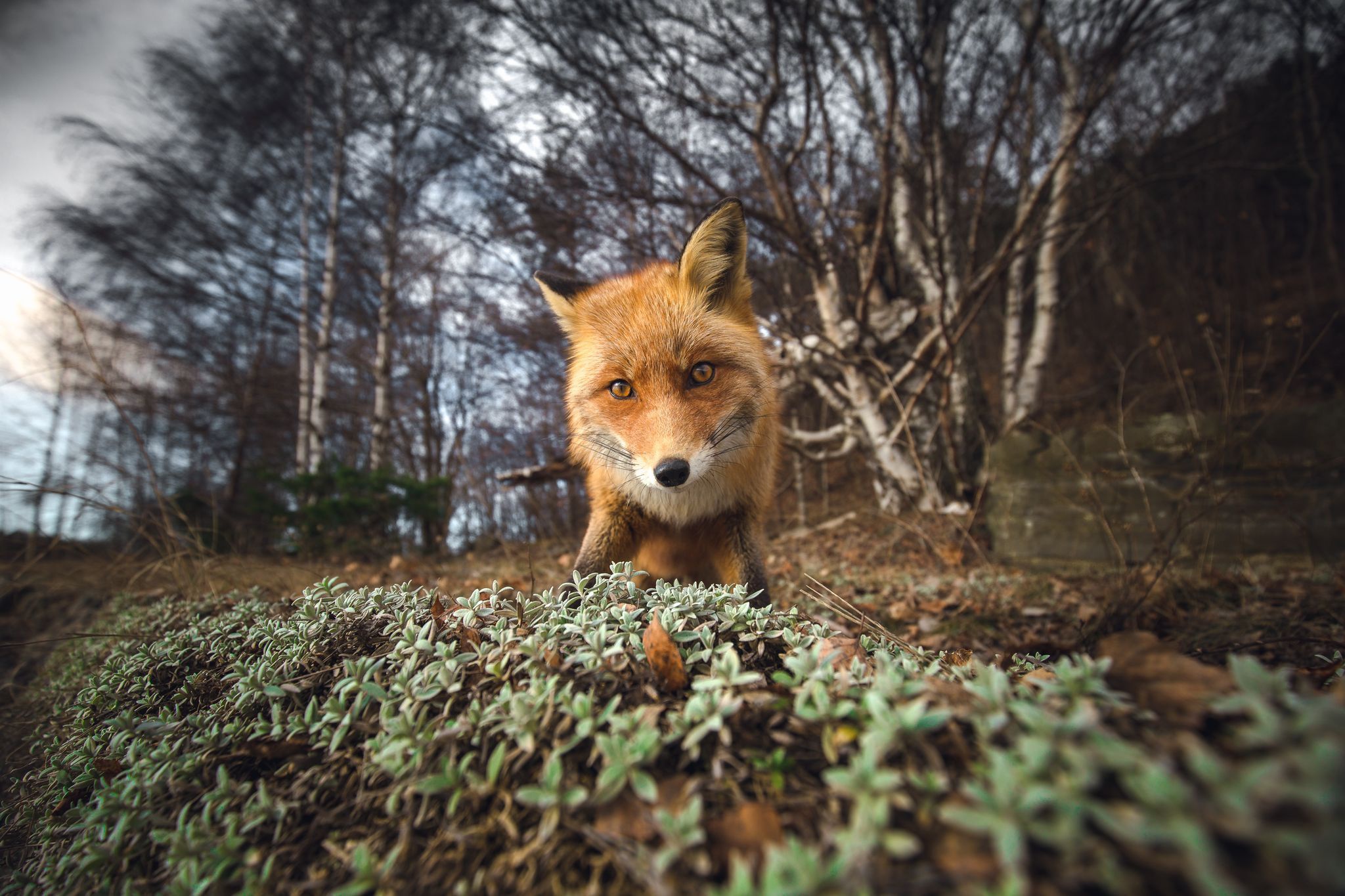 Download Stare Animal Fox HD Wallpaper