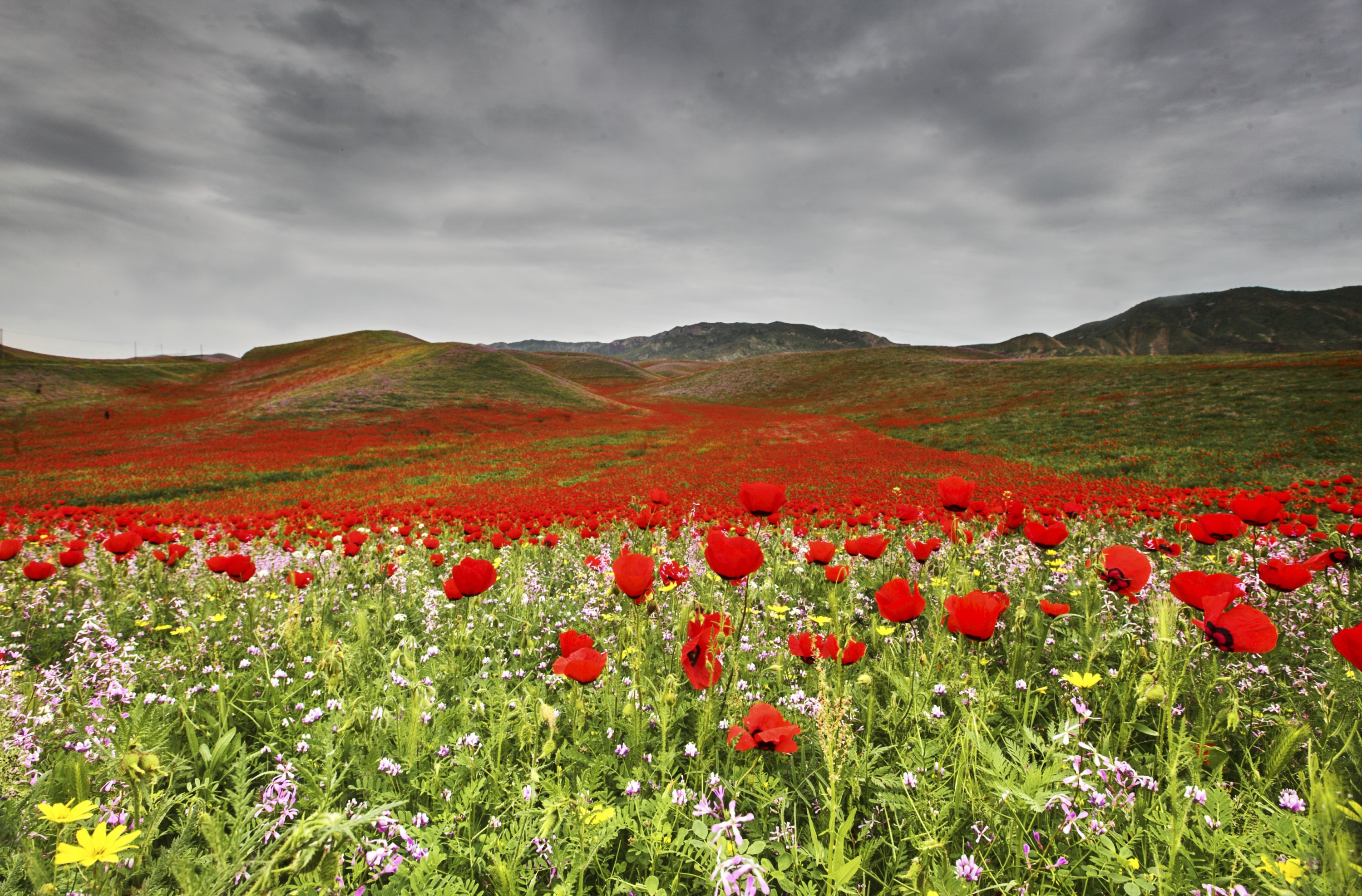 Download Poppy Red Flower Flower Landscape Nature Meadow HD Wallpaper
