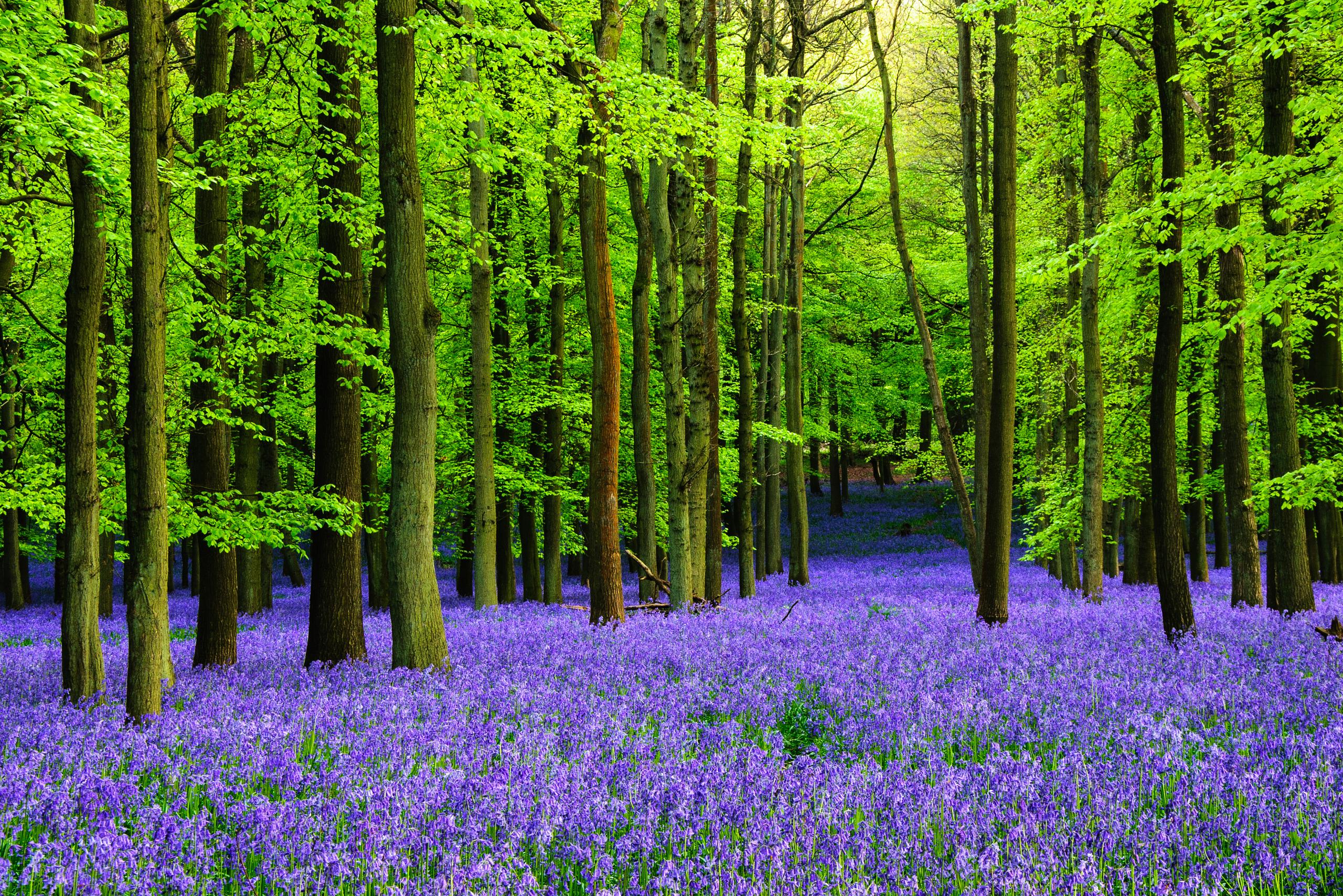 Download Flower Nature Forest HD Wallpaper