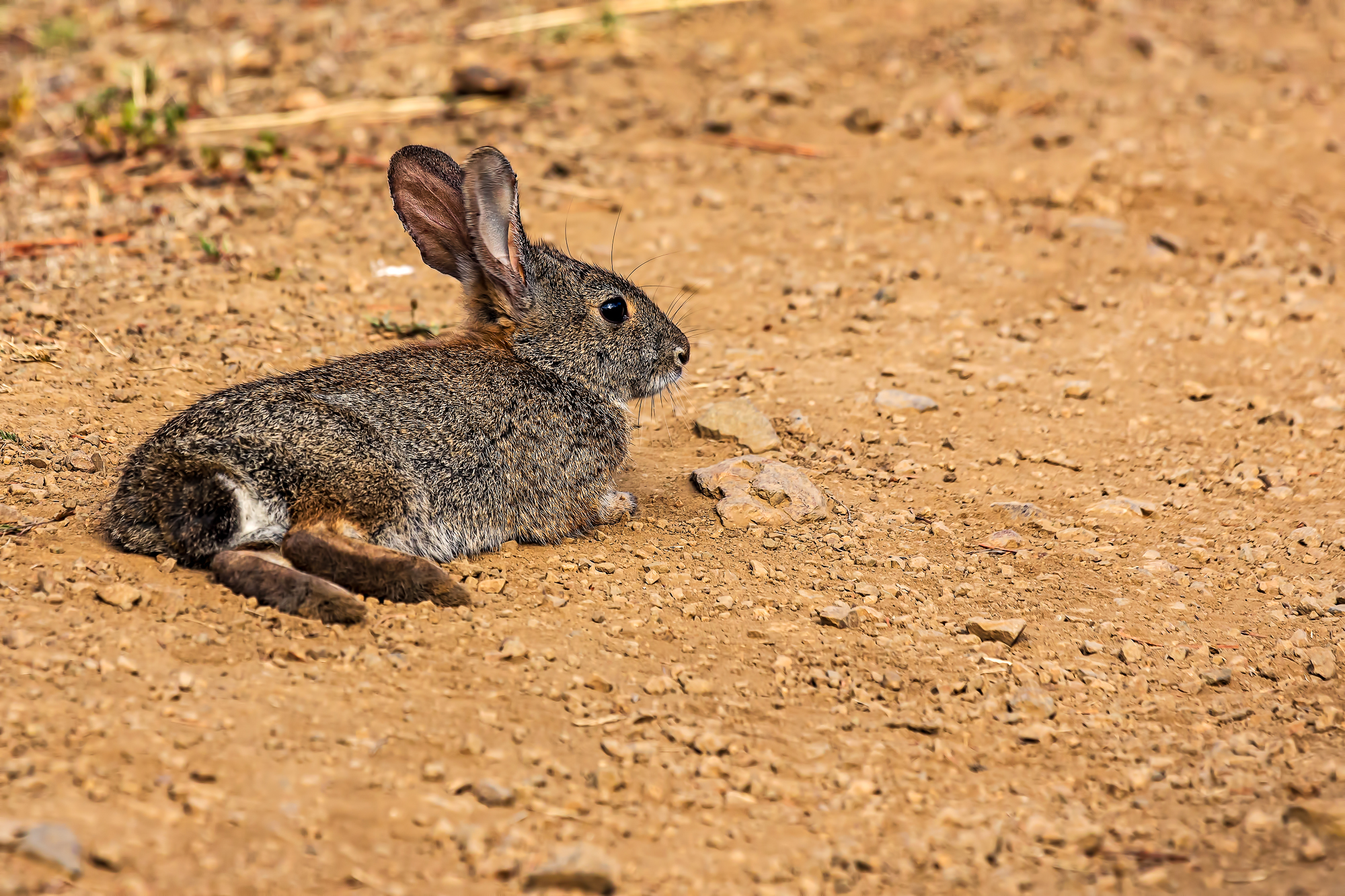 Download Animal Rabbit HD Wallpaper by Jason Wright
