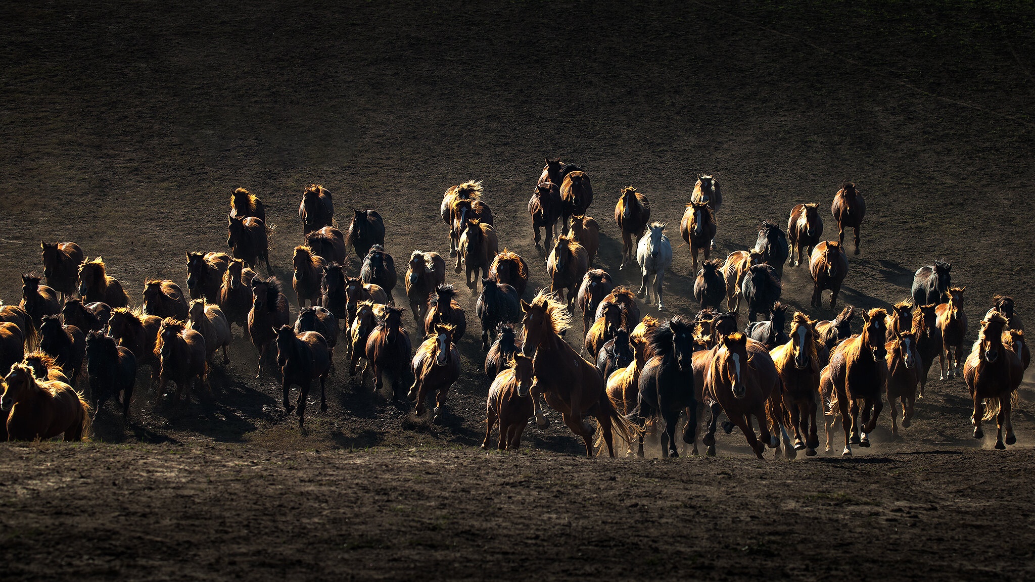 Download Herd Animal Horse HD Wallpaper