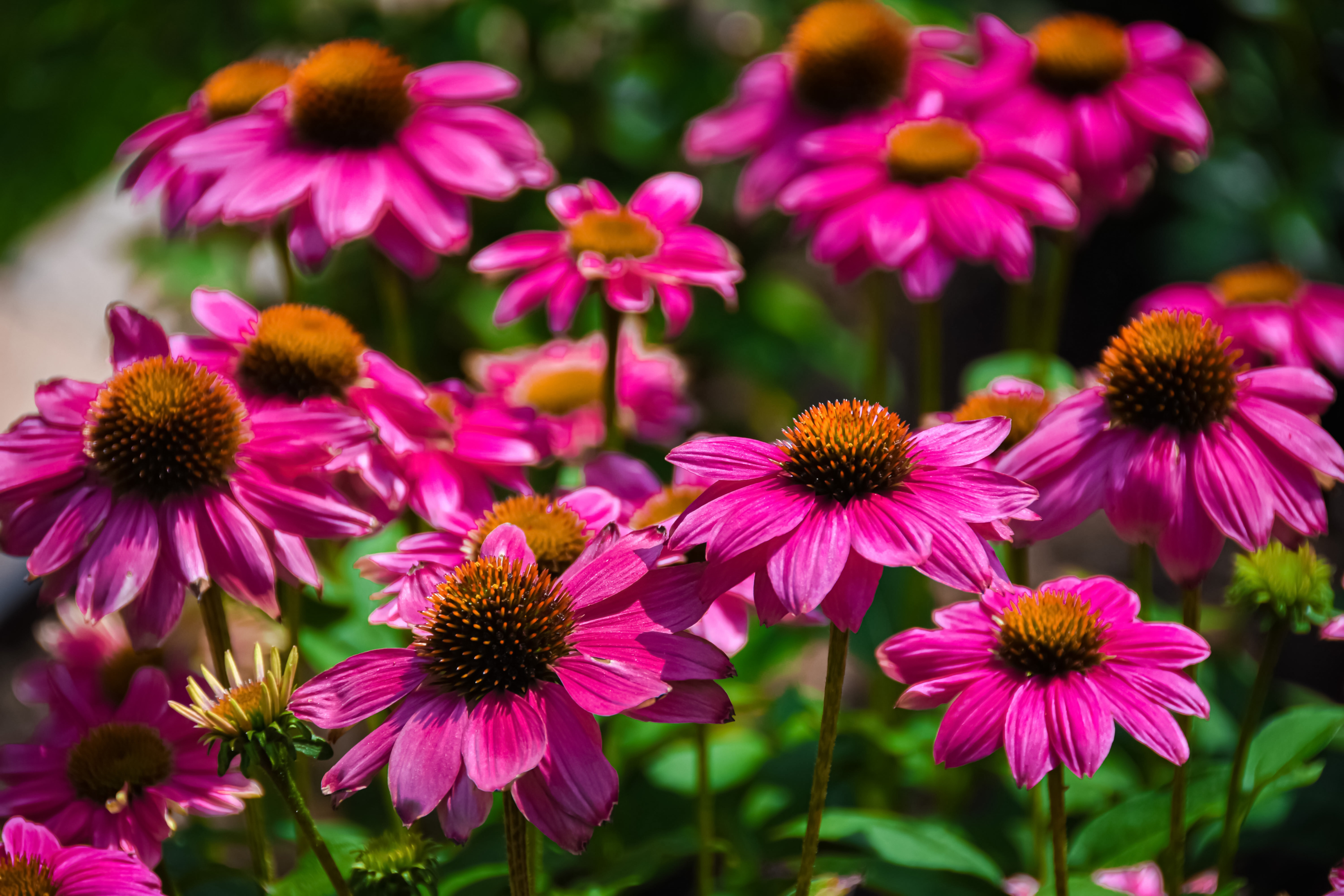 Download Nature Echinacea HD Wallpaper