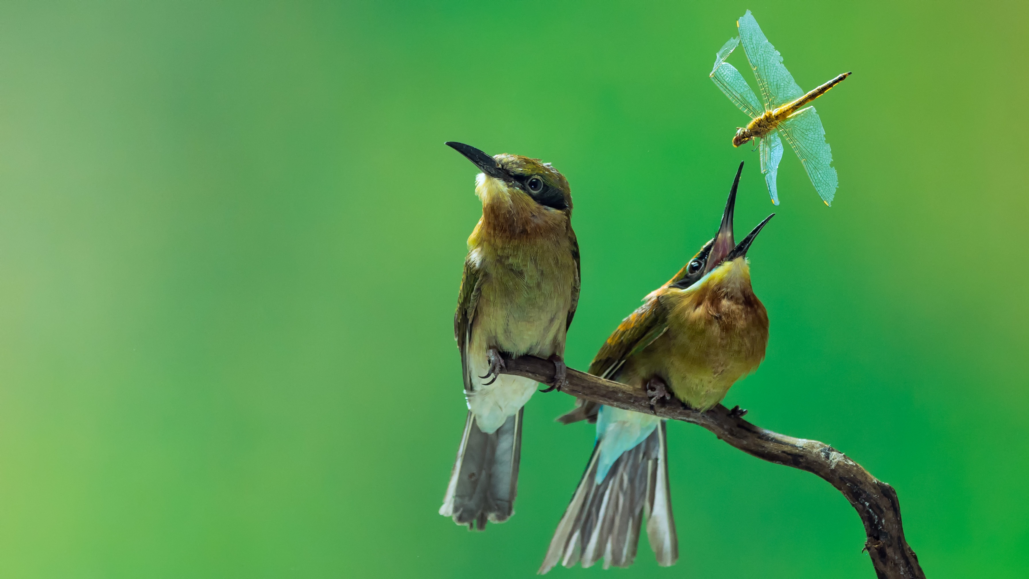 Download Dragonfly Branch Bird Animal Bee-eater Bee-eater HD Wallpaper