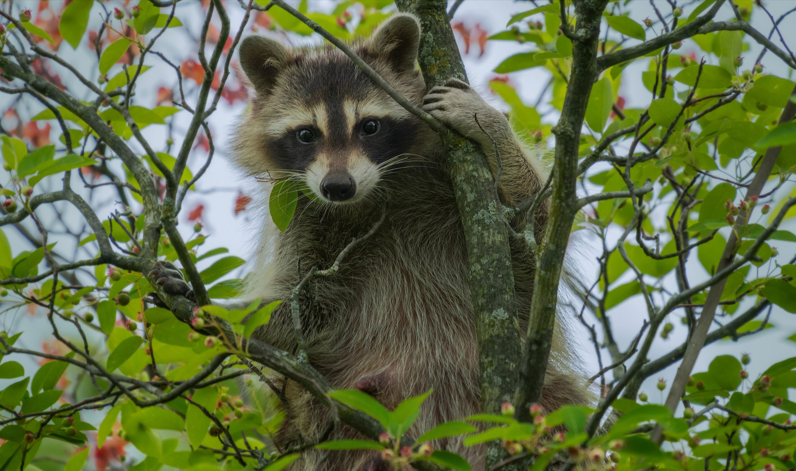 Download Animal Raccoon HD Wallpaper