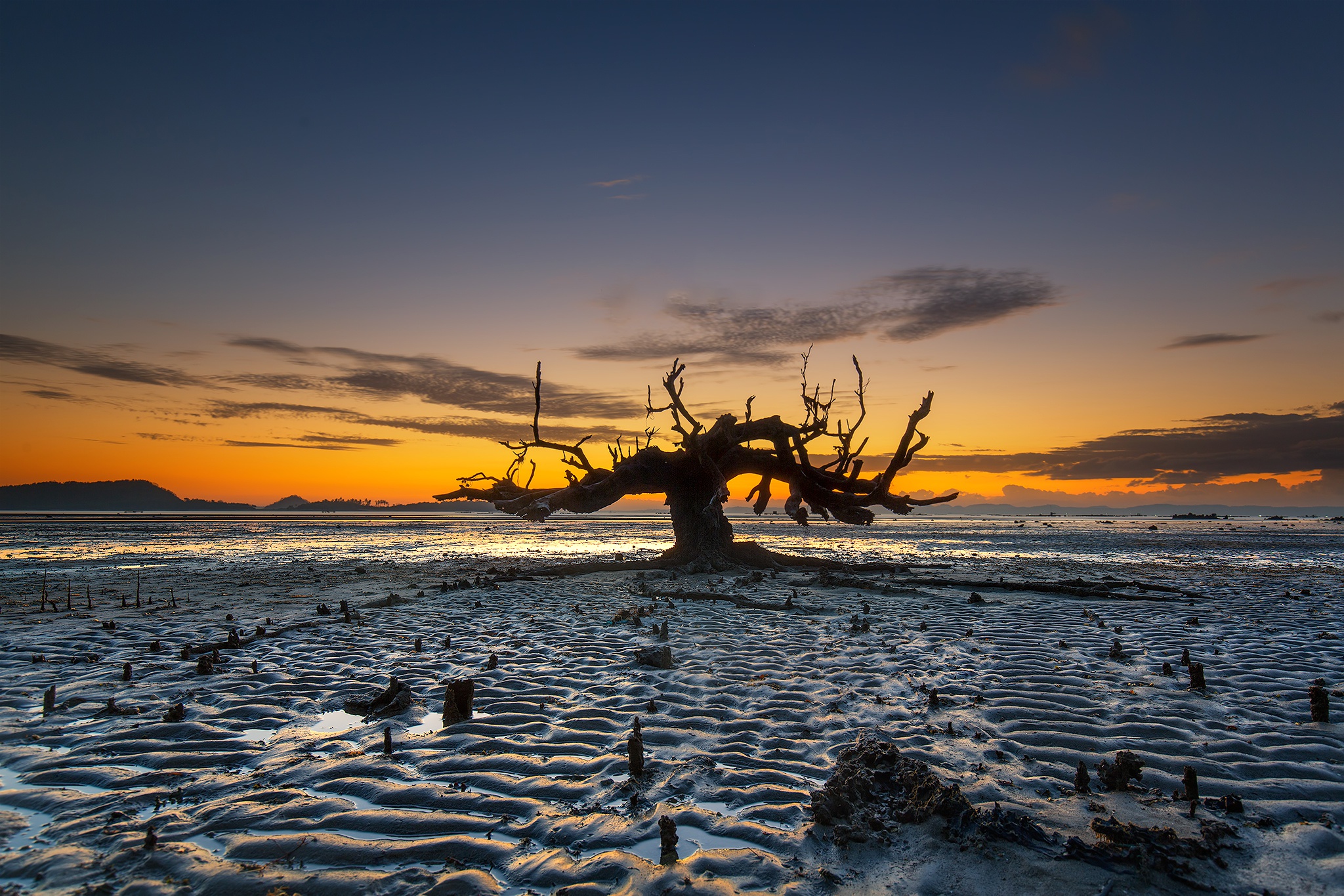 Download Beach Nature Tree HD Wallpaper
