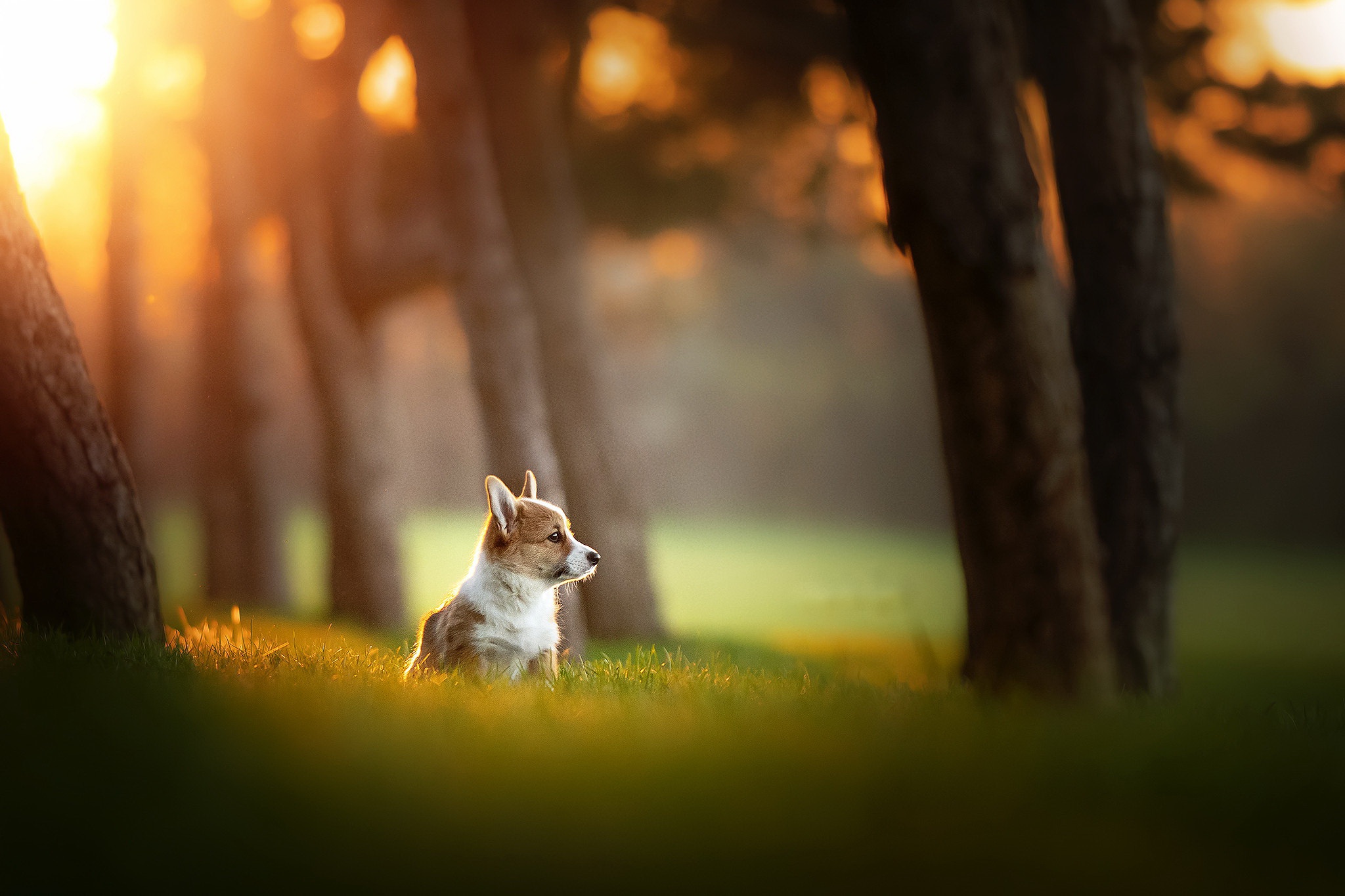 Download Dog Animal Corgi HD Wallpaper by Ria Putzker