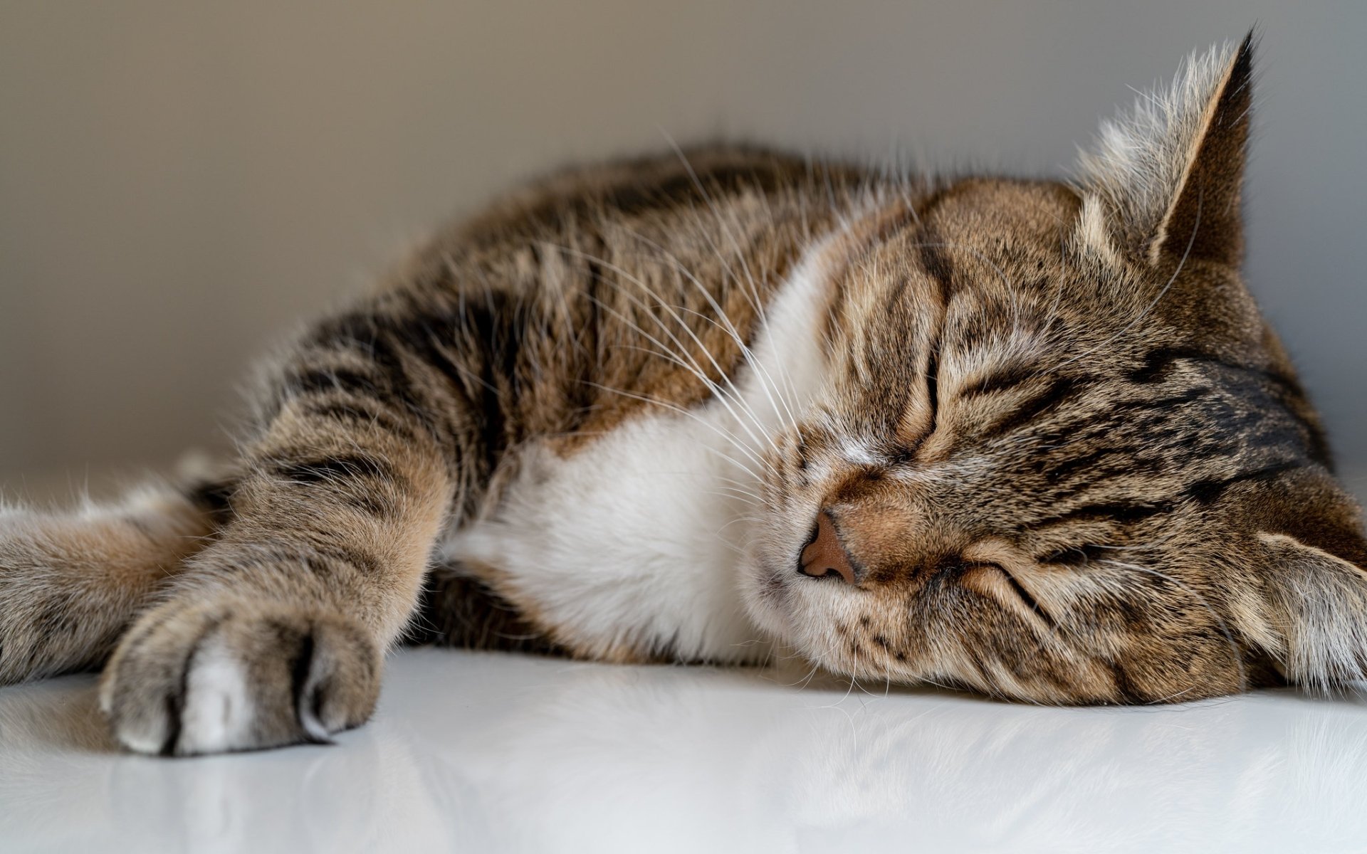 Download Sleeping Animal Cat HD Wallpaper | 2048x1280 | Wallpaper Abyss