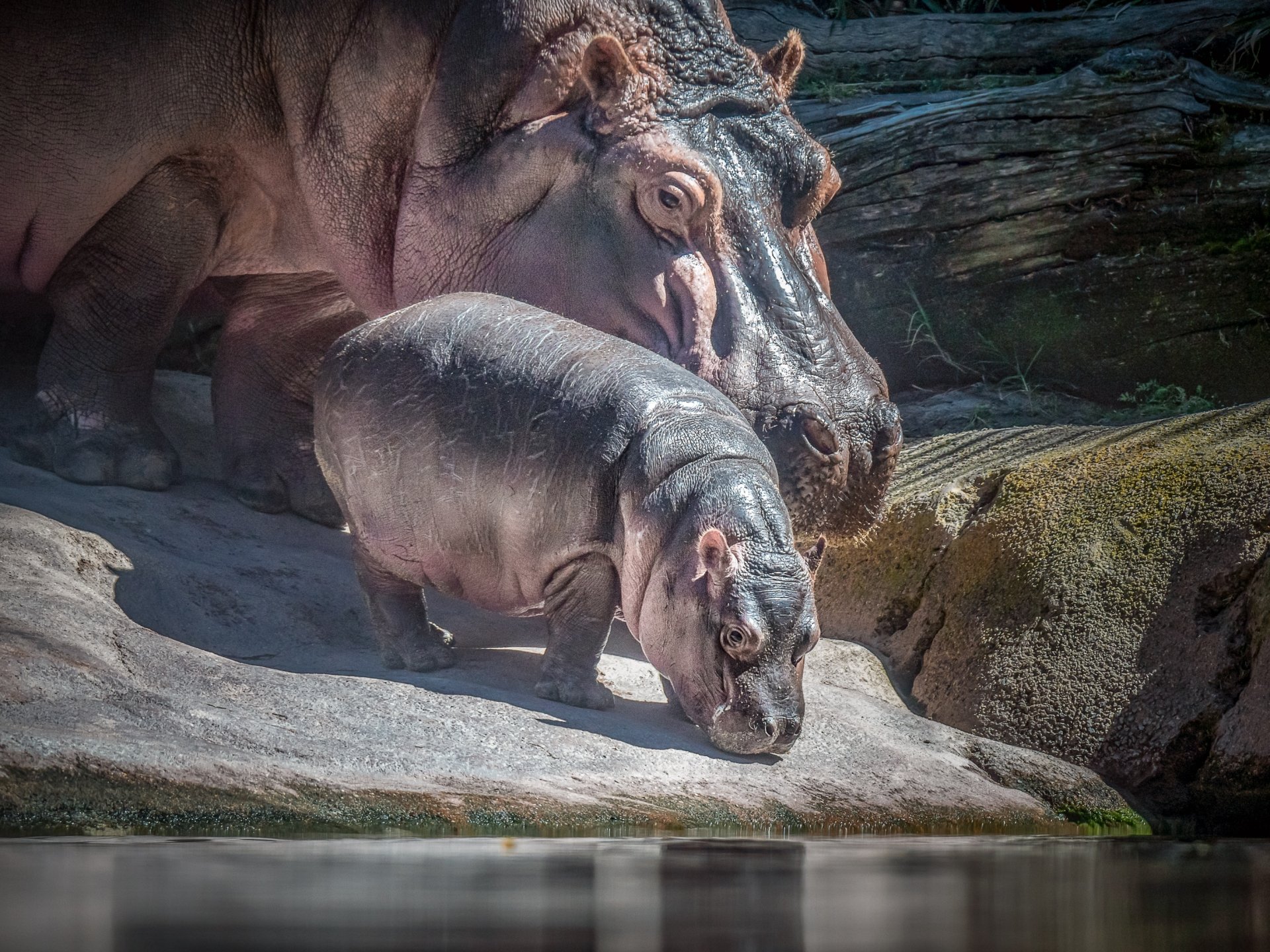 Adorable Baby Hippo HD Wallpaper – Nature’s Gentle Giant Close-Up