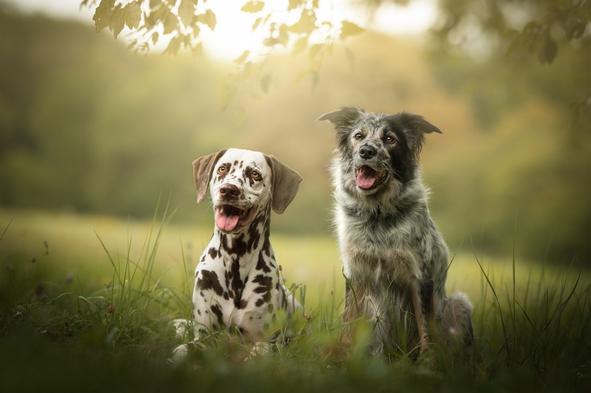Download Dalmatian Animal Dog HD Wallpaper