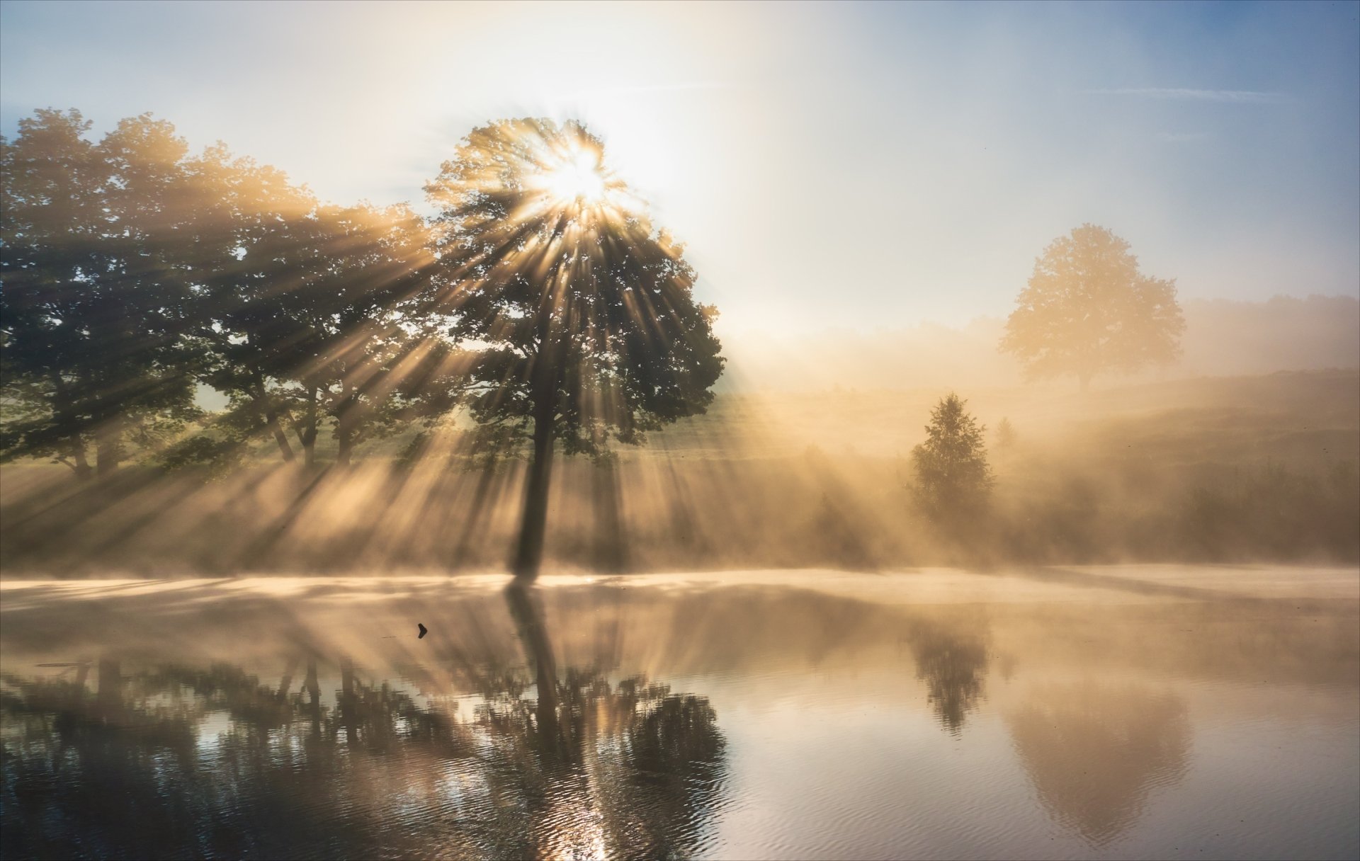 Download Nature Tree Fog Sunbeam HD Wallpaper