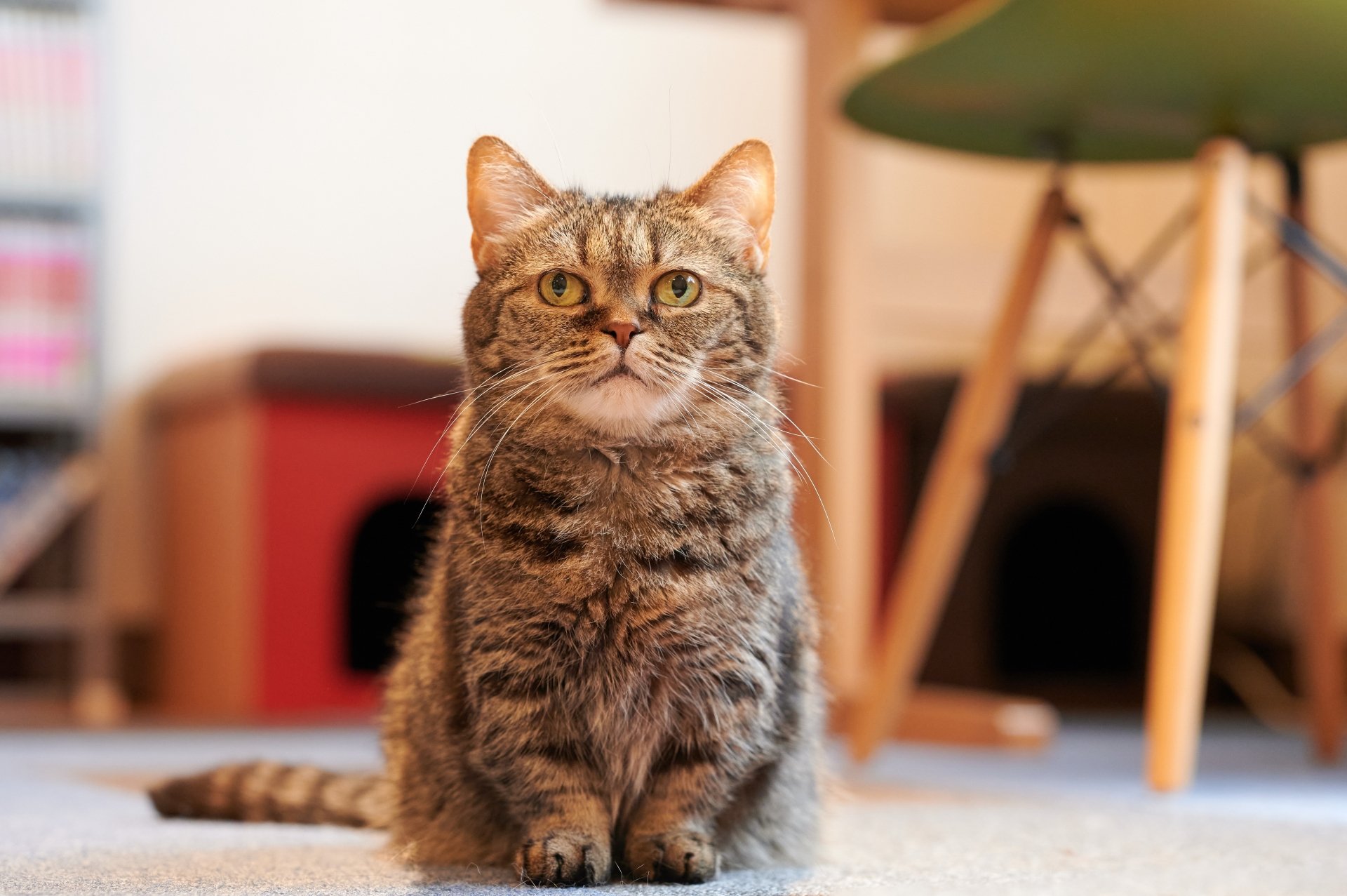 Download Stare Animal Cat 4k Ultra HD Wallpaper | 6048x4024 | Wallpaper ...