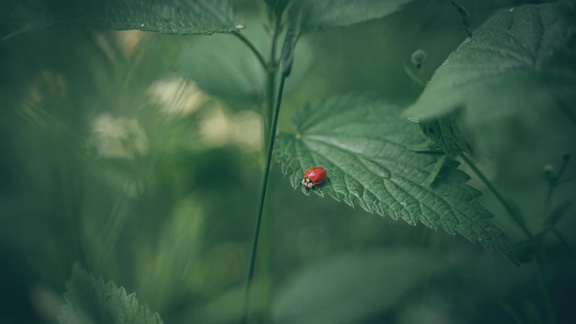 Download Insect Close-up Animal Ladybug 4k Ultra HD Wallpaper