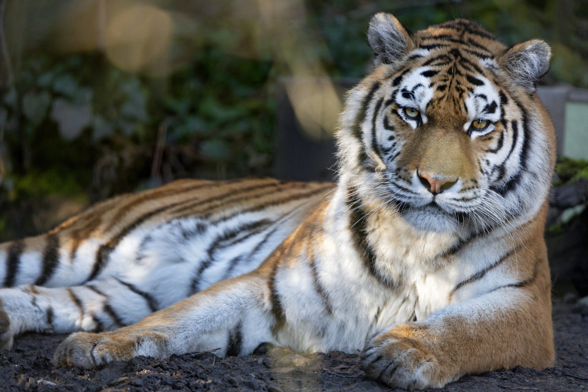 Download Animal Tiger 4k Ultra HD Wallpaper | 5120x3413 | Wallpaper Abyss