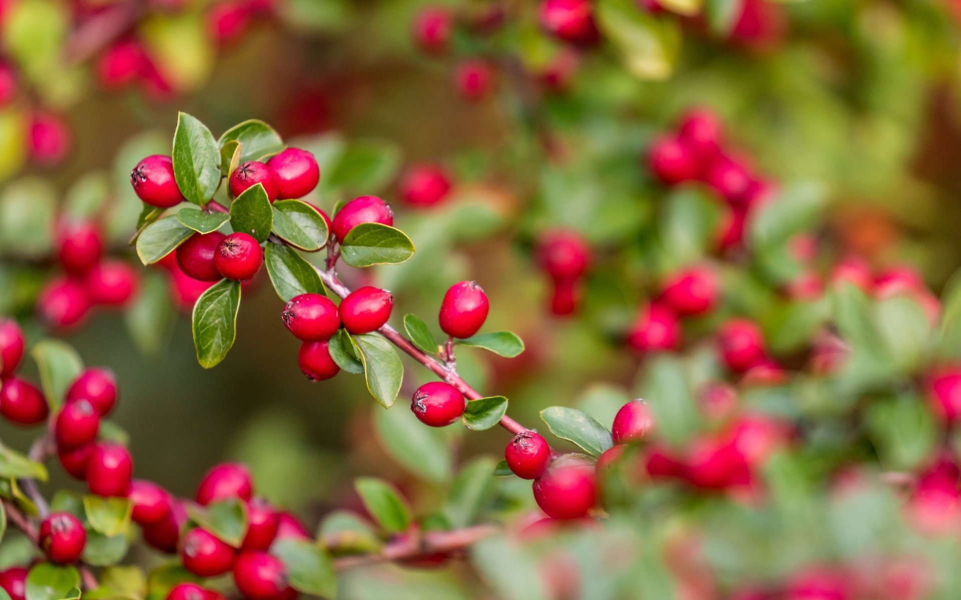 Download Branch Food Berry 4k Ultra HD Wallpaper