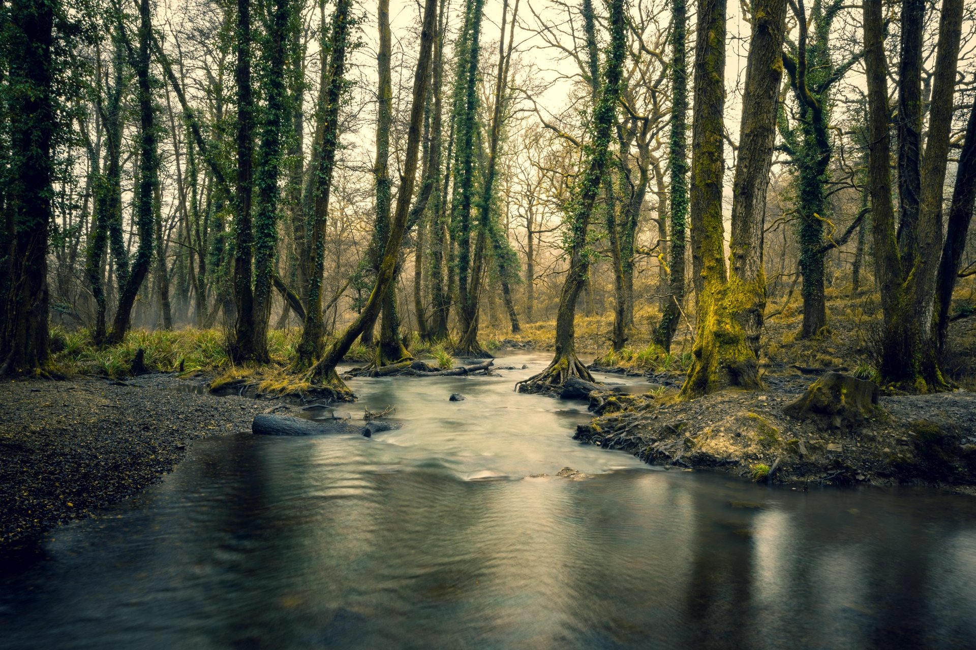 Download Nature Forest River 4k Ultra HD Wallpaper