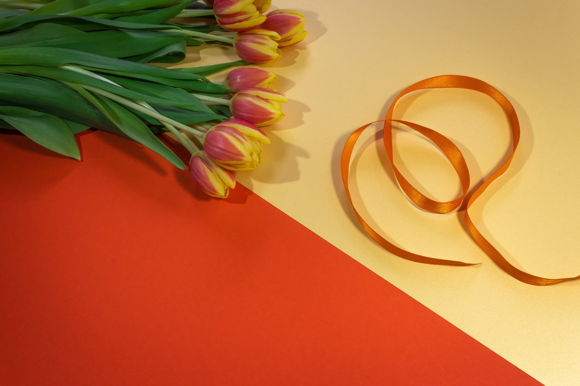 Download Tulip Man Made Flower 4k Ultra HD Wallpaper