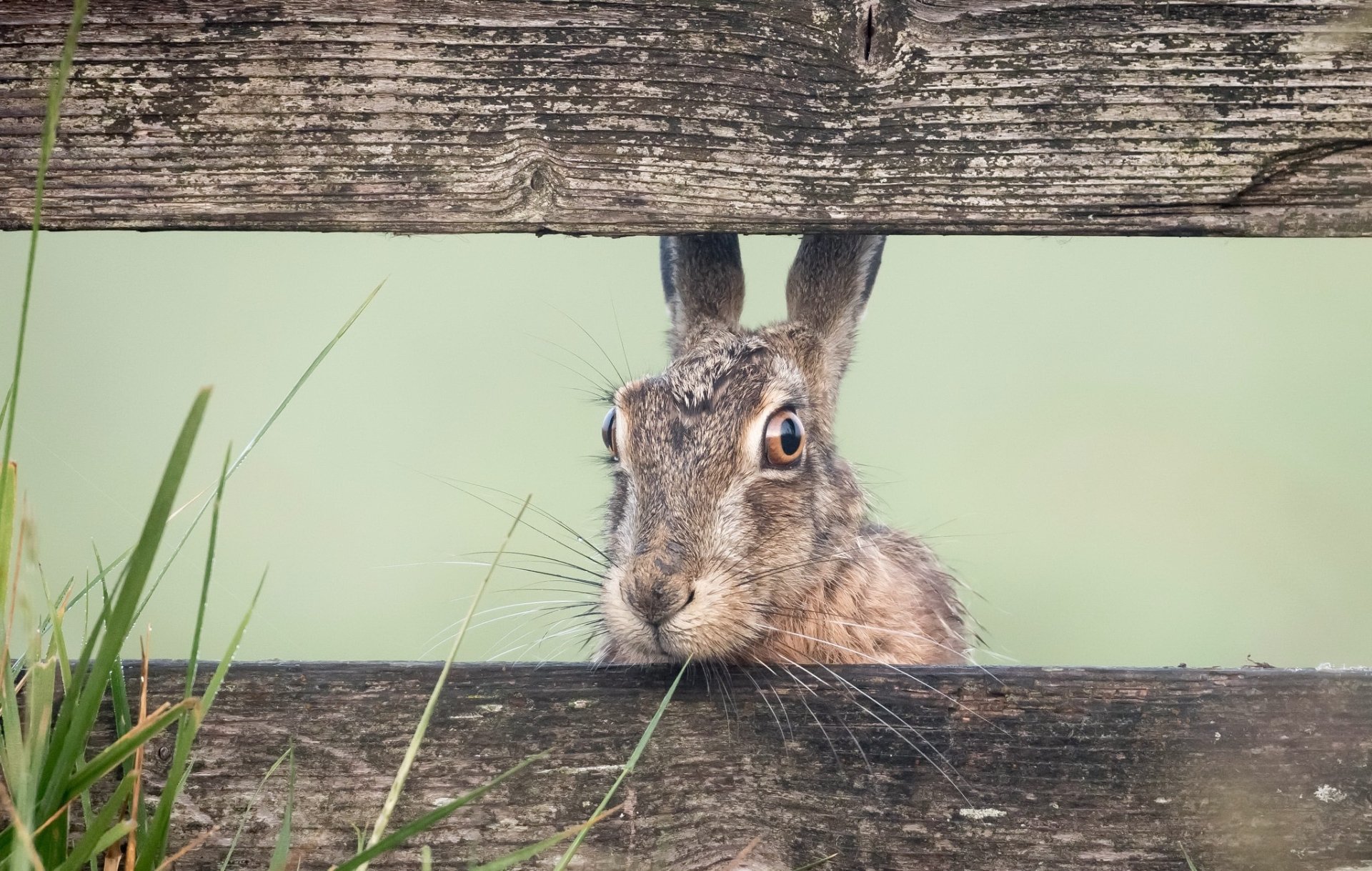 Curious Hare: HD Animal Wallpaper | 2048x1300 | Wallpaper Abyss
