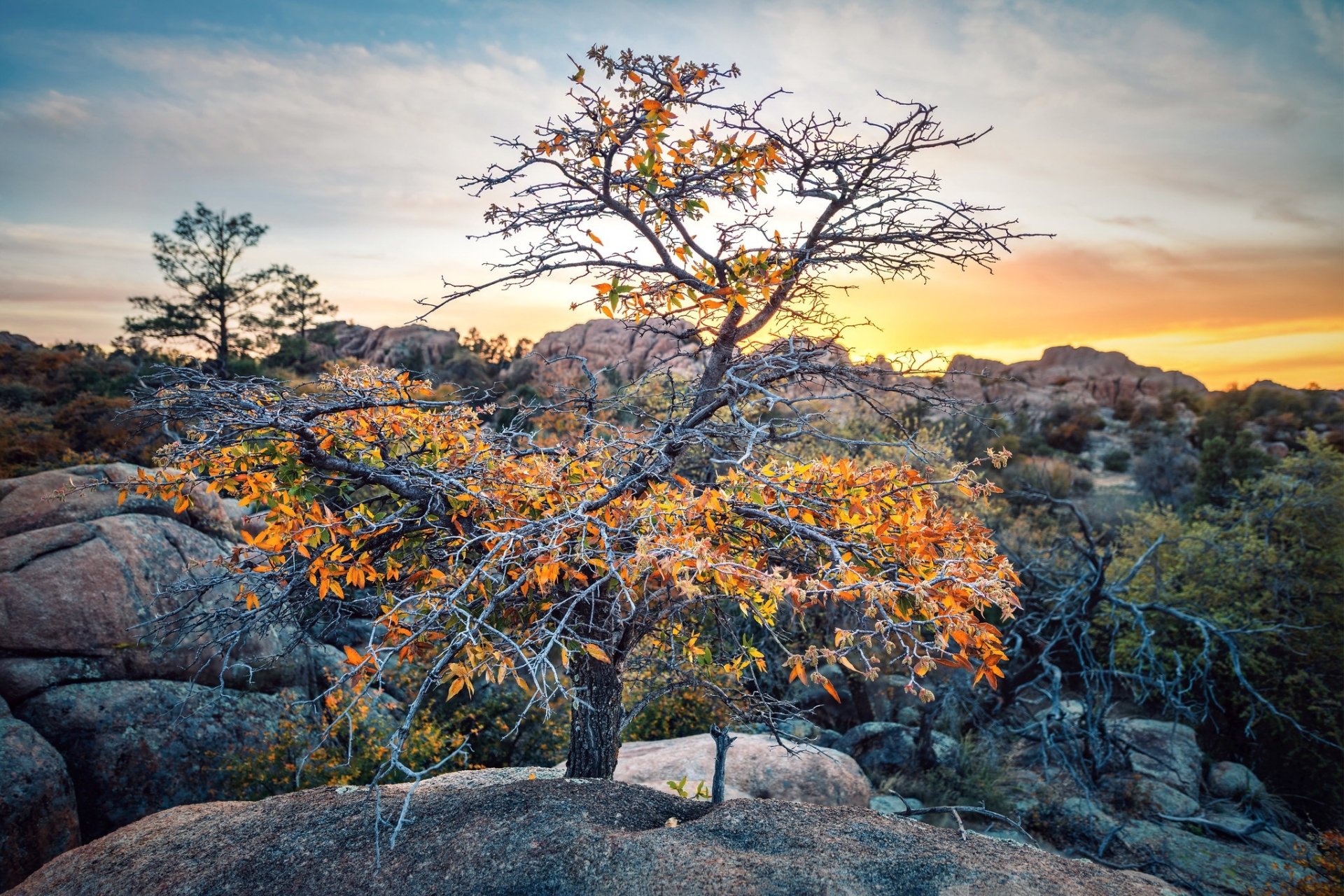 Download Nature Tree HD Wallpaper