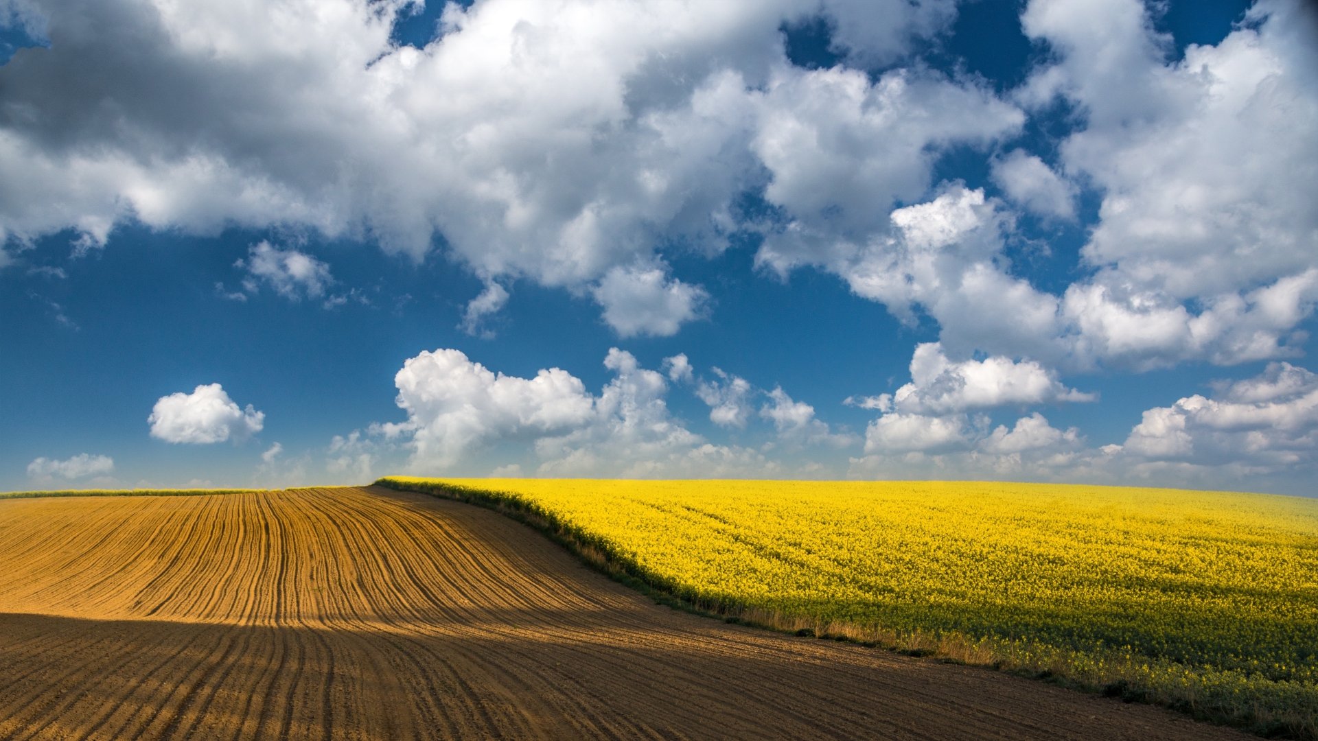 Download Sky Field Nature Rapeseed 4k Ultra HD Wallpaper