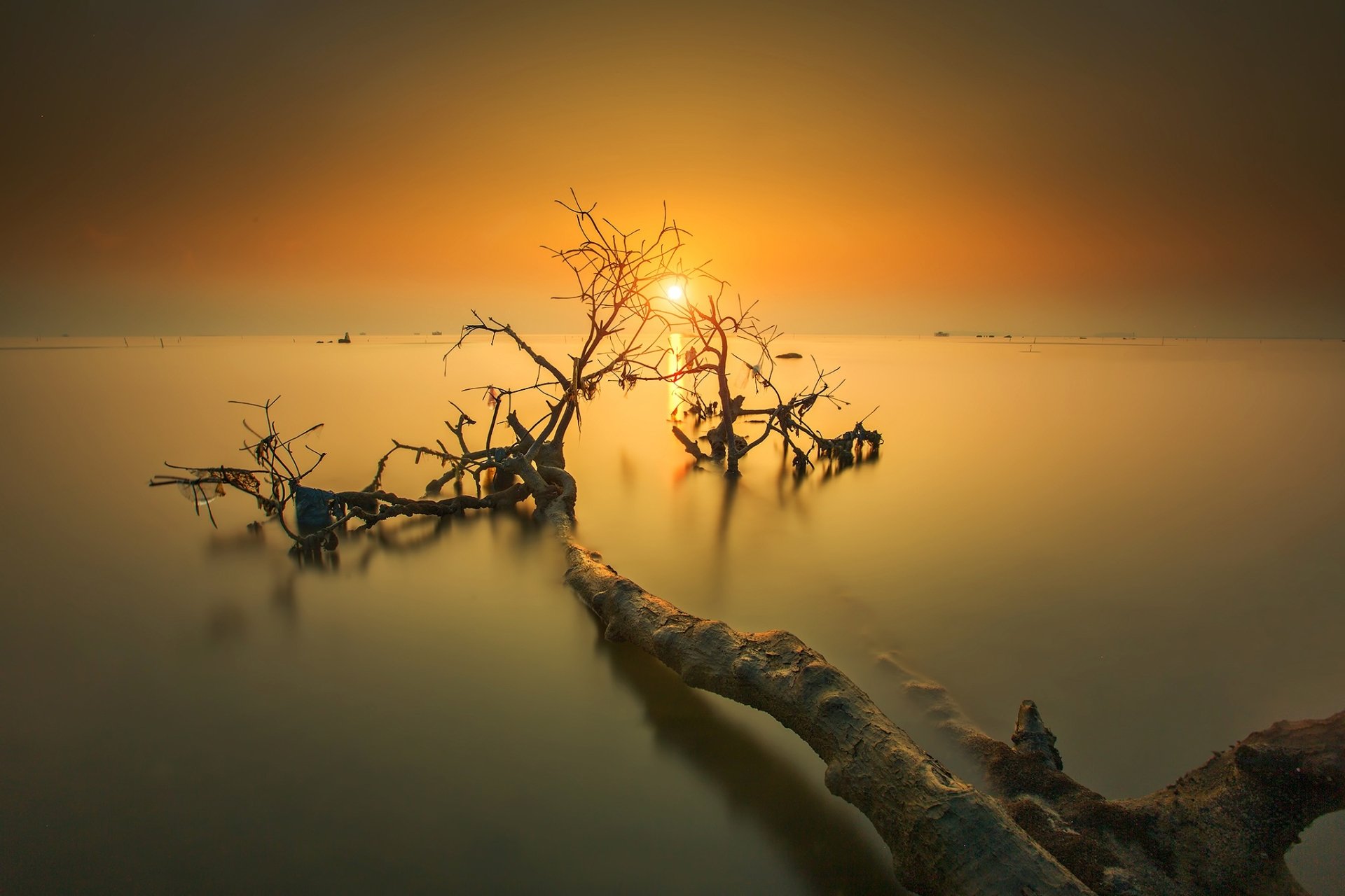 Download Horizon Tree Sunset Nature Ocean HD Wallpaper