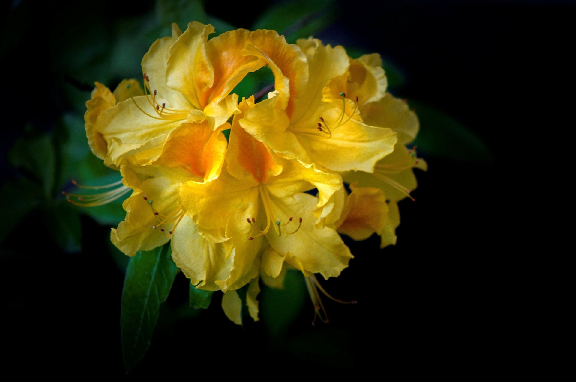 Download Azalea Nature Rhododendron HD Wallpaper